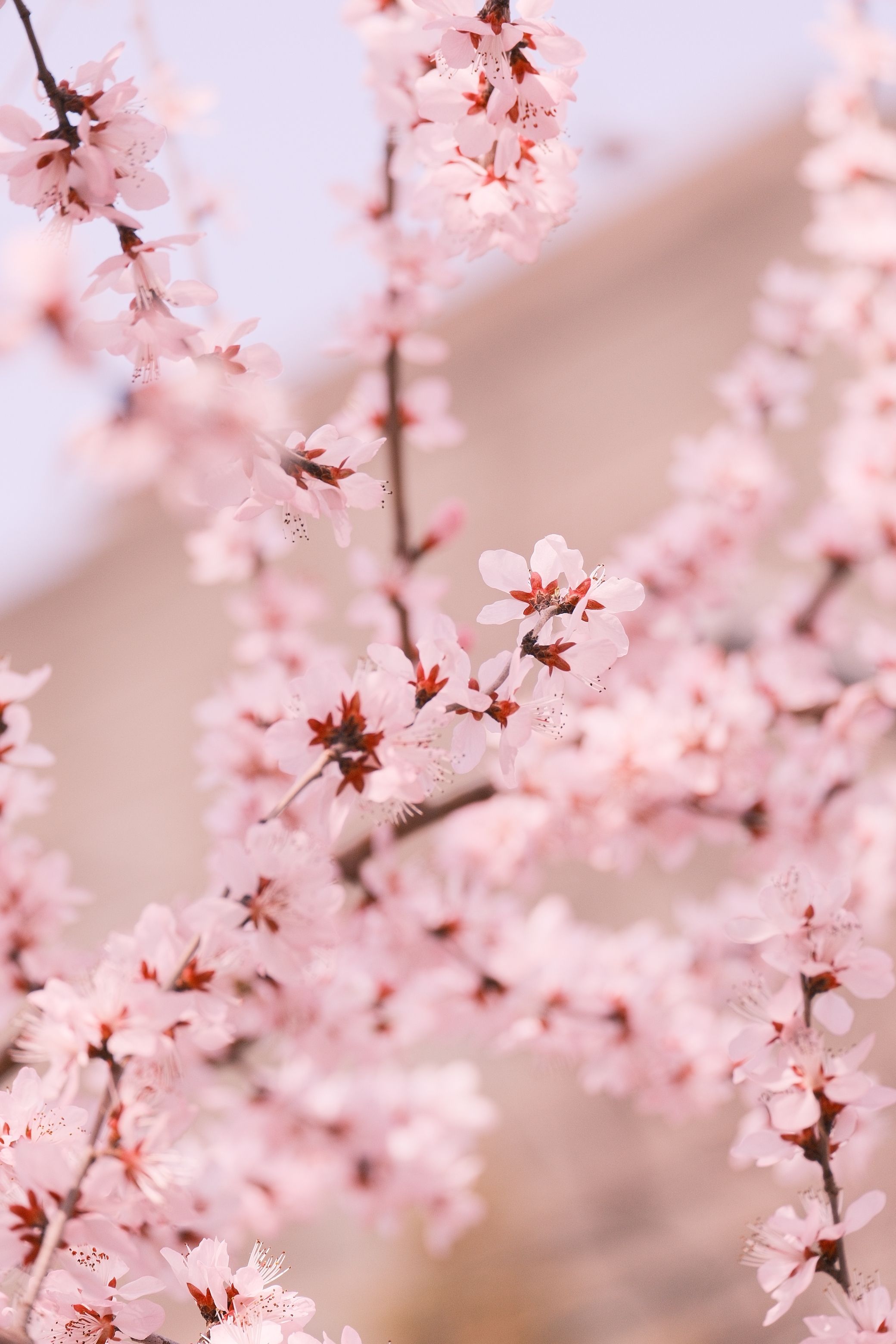 Close-up of a Cherry Tree in Spring · Free Stock Photo