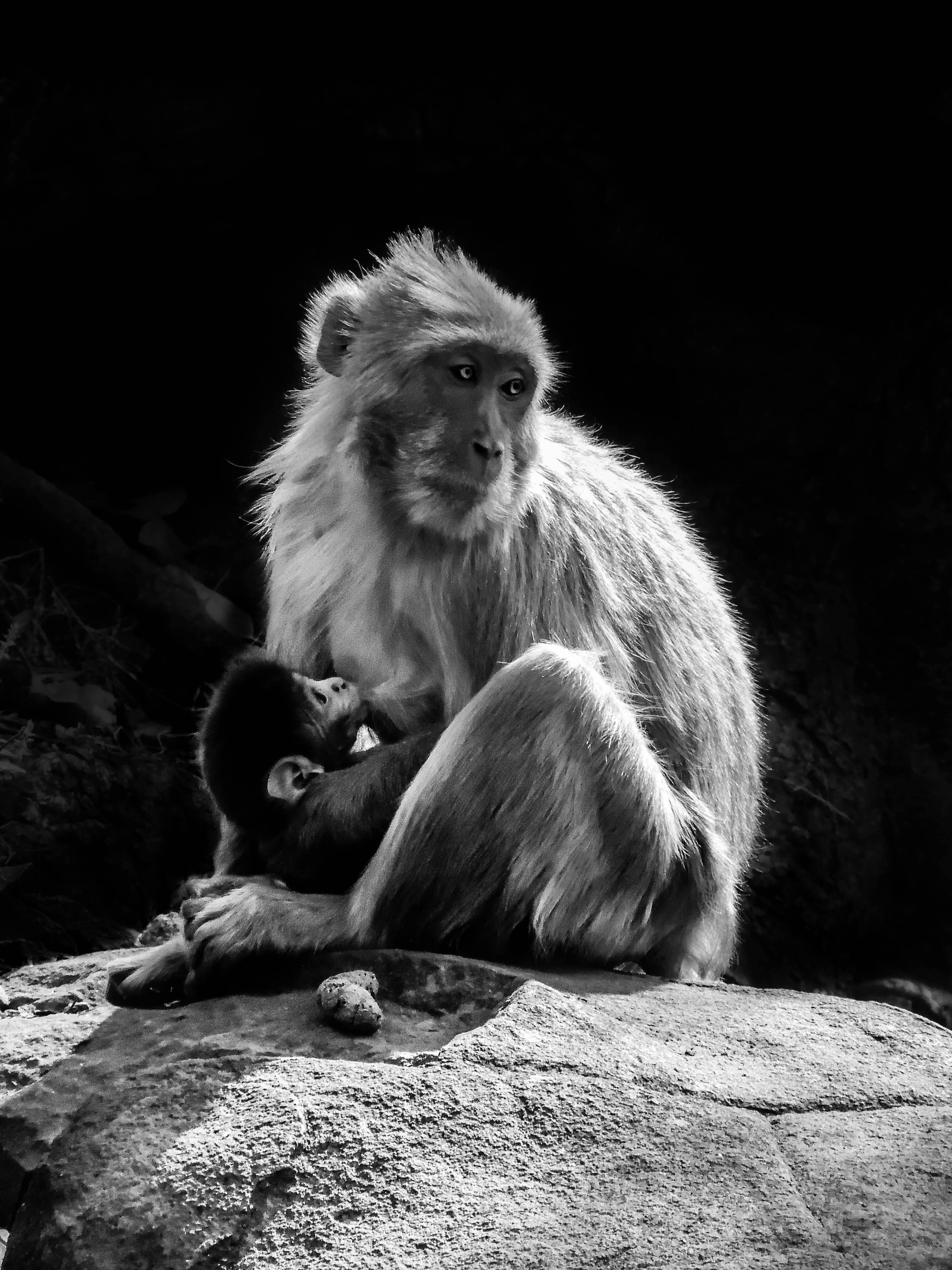 Free stock photo of animal portrait, baby monkey, black and white