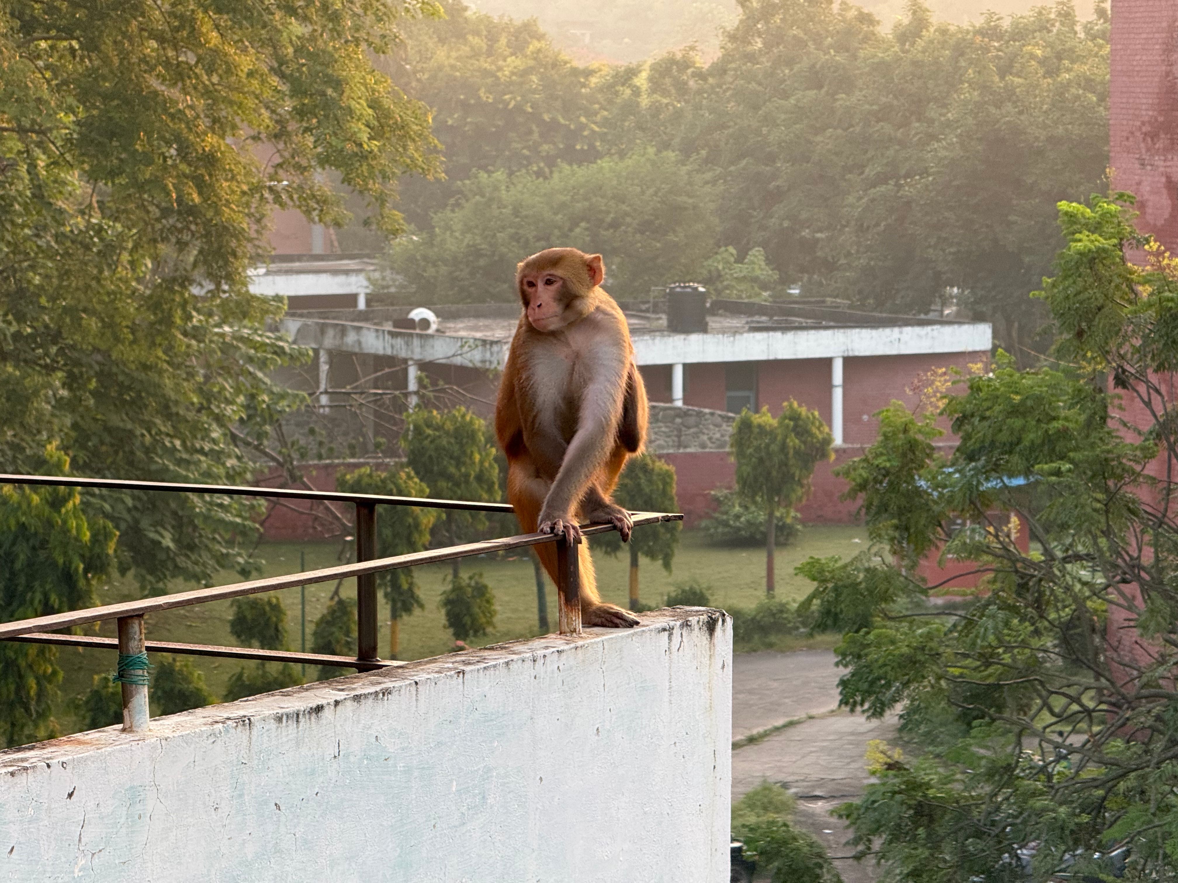 Monkey Sticking Up Middle Finger Photos, Download The BEST Free Monkey ...