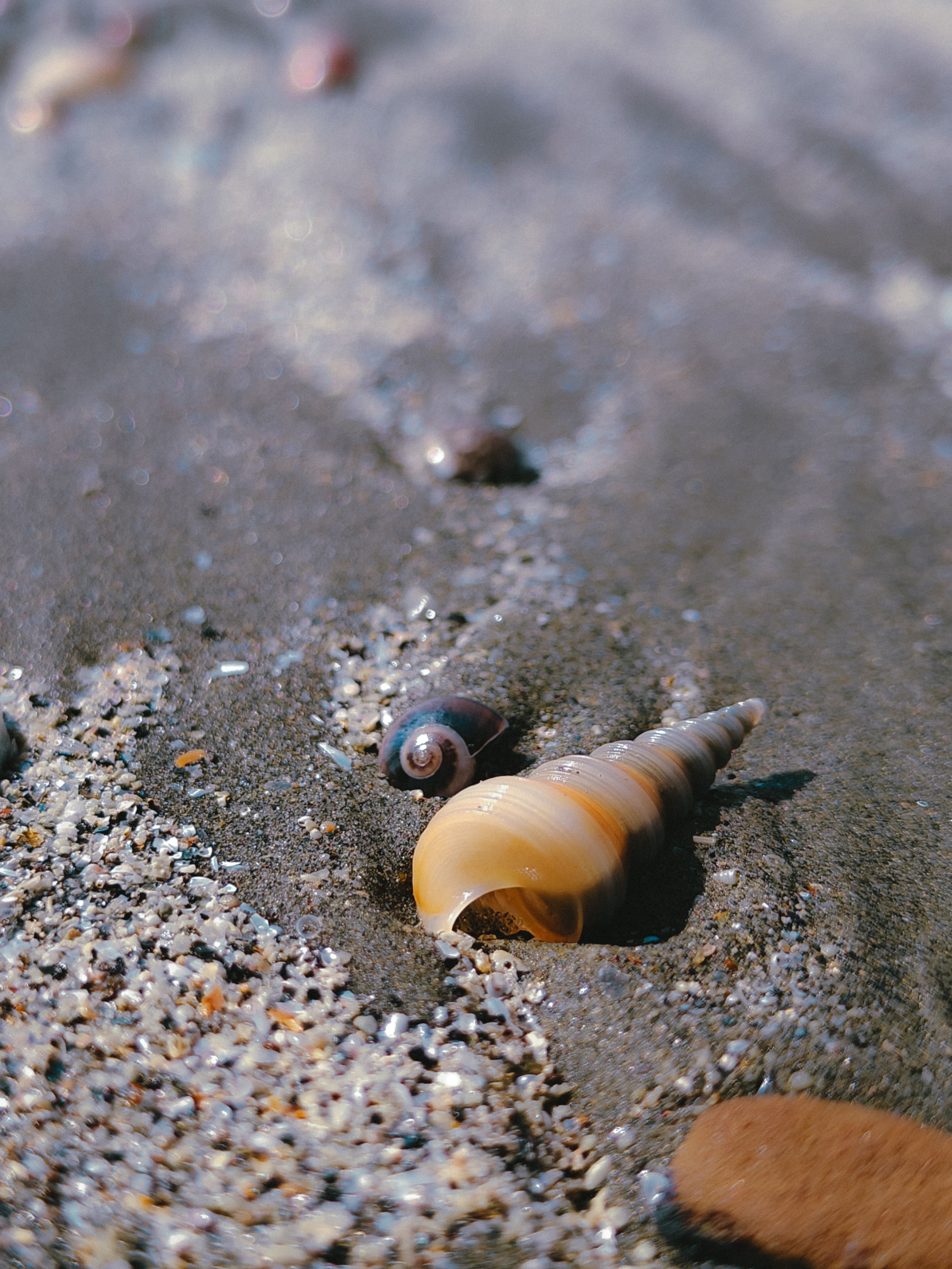 Aesthetic Shells Photos, Download The BEST Free Aesthetic Shells Stock ...