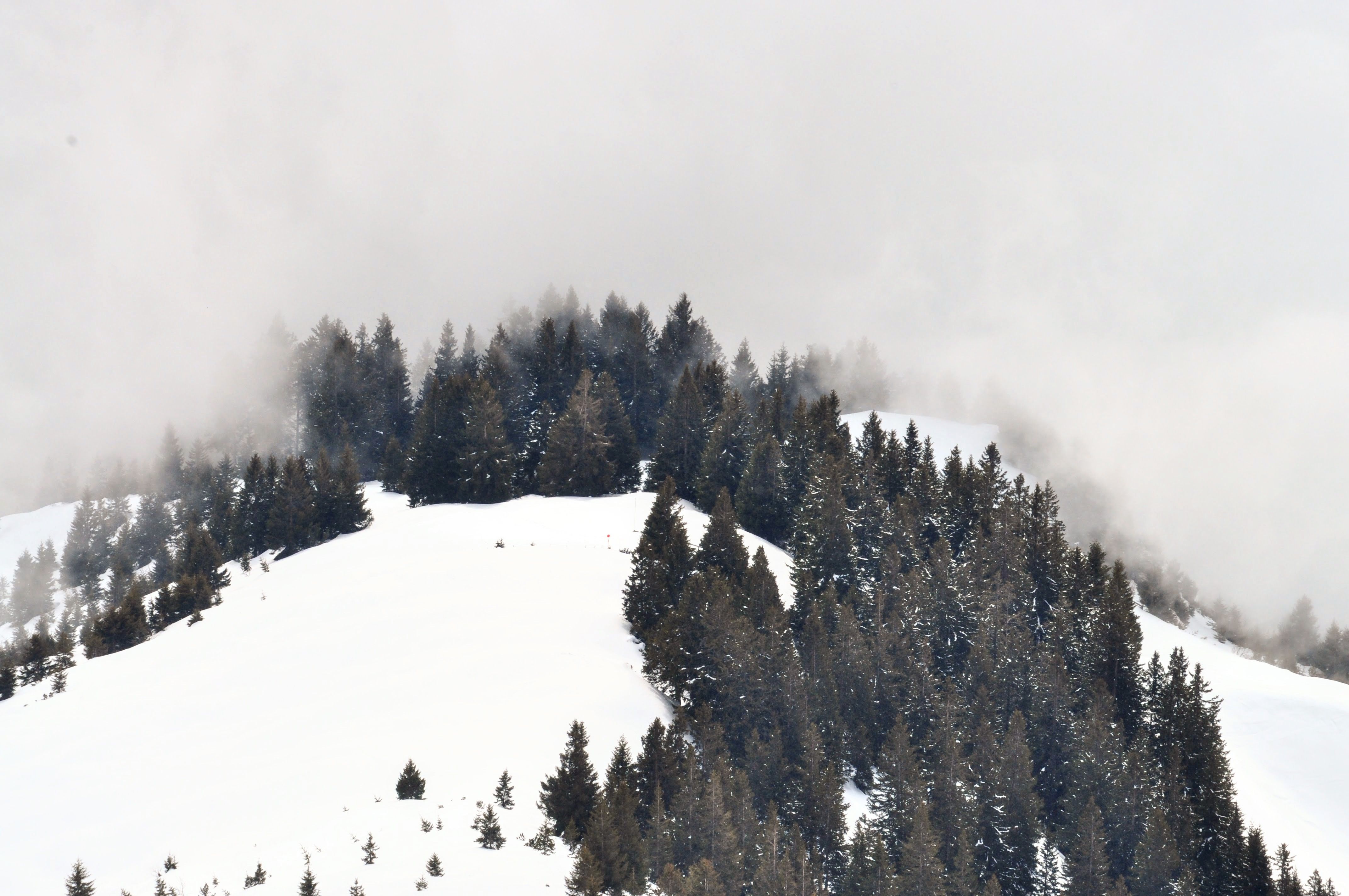 Grayscale Photo Of Pine Trees And Mountain · Free Stock Photo