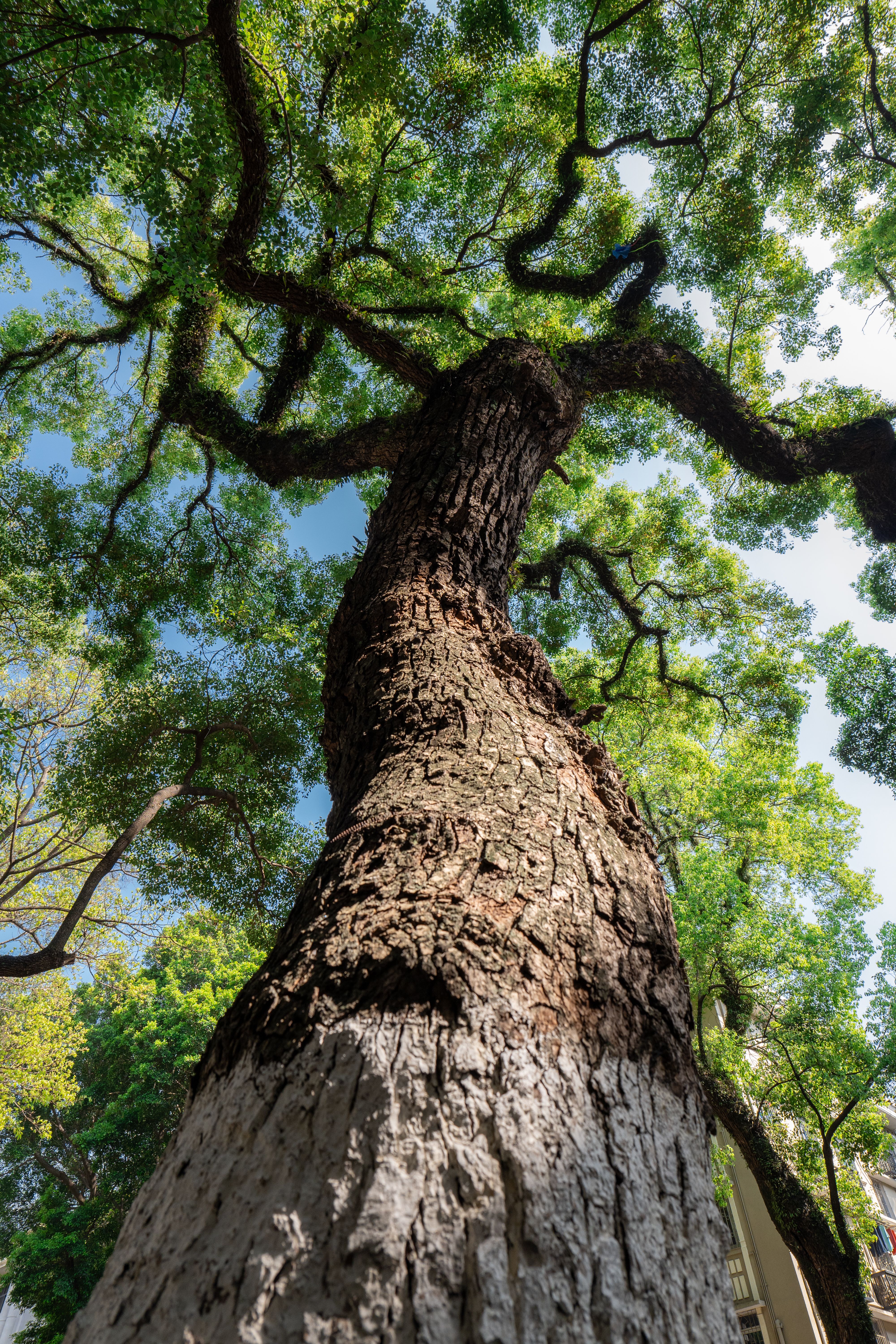 Green Tree Photo · Free Stock Photo