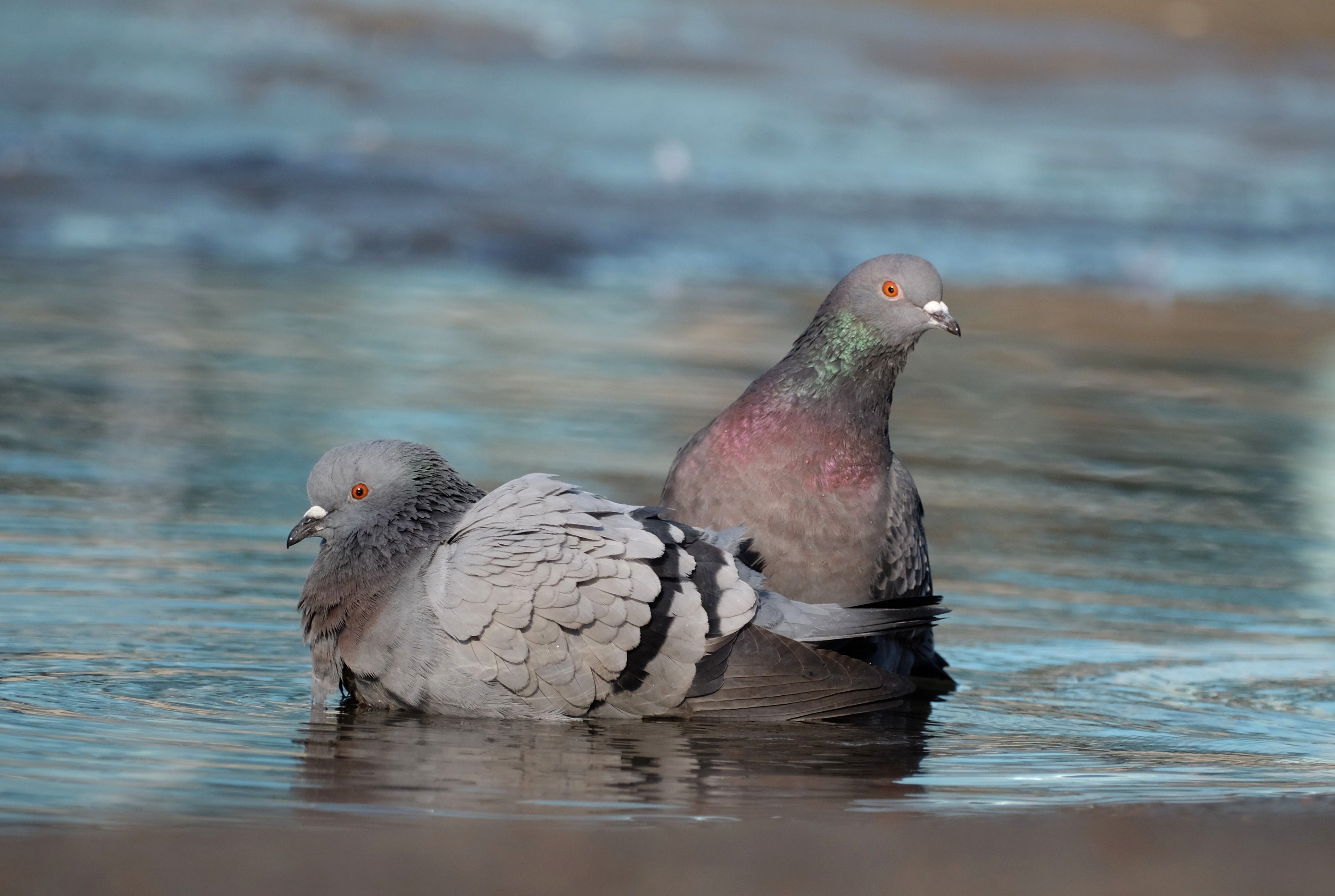 Pigeons Photos, Download The BEST Free Pigeons Stock Photos & HD Images