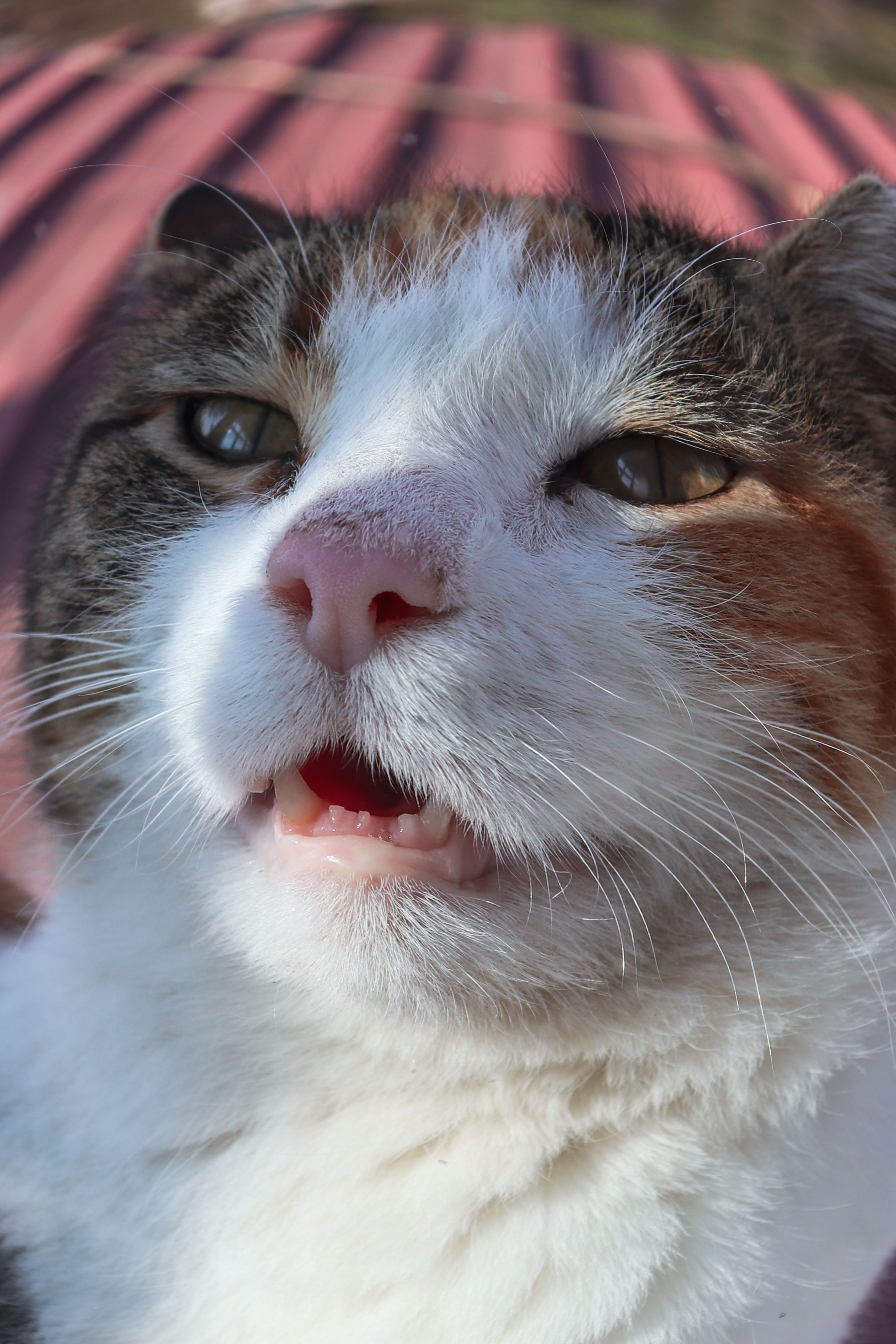 Goofy Cat Photos, Download The BEST Free Goofy Cat Stock Photos & HD Images