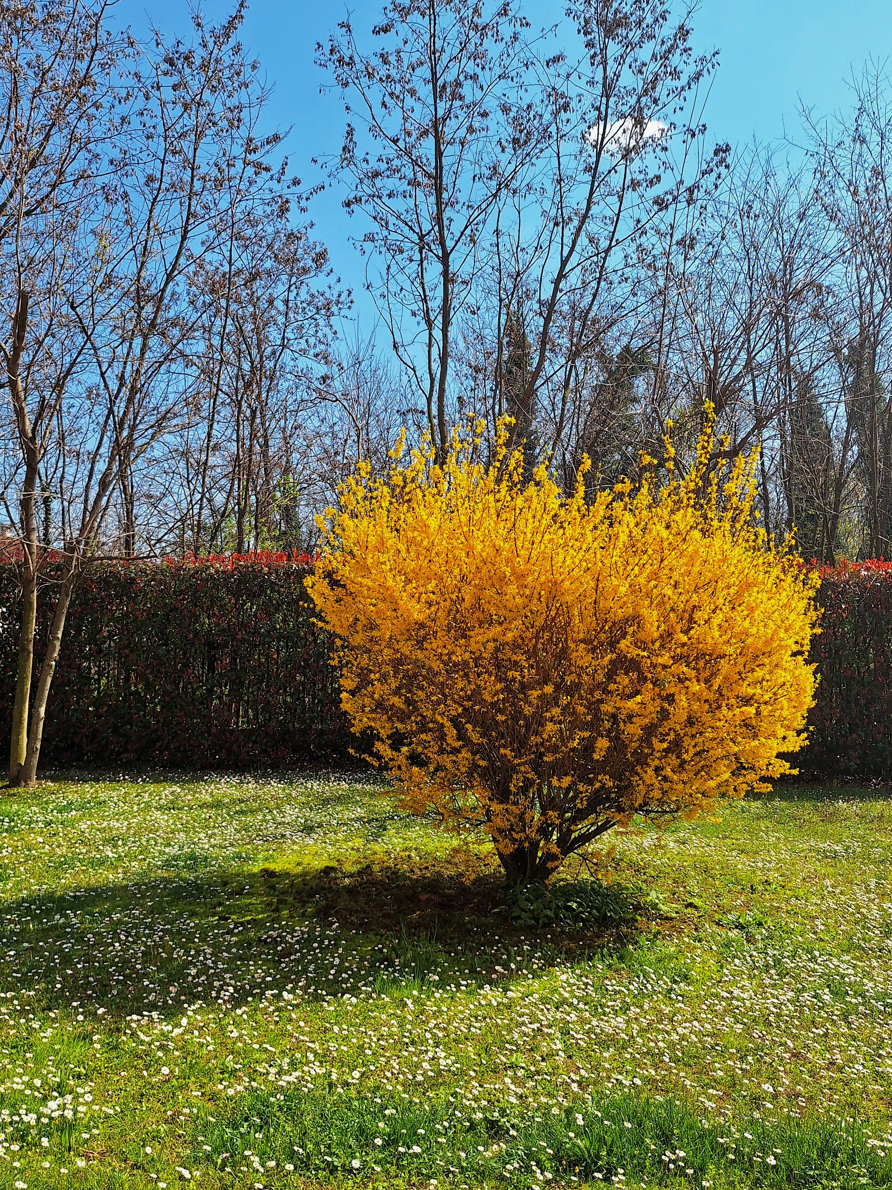 19 Shrubs That Give Your Garden That Professional Landscape Look