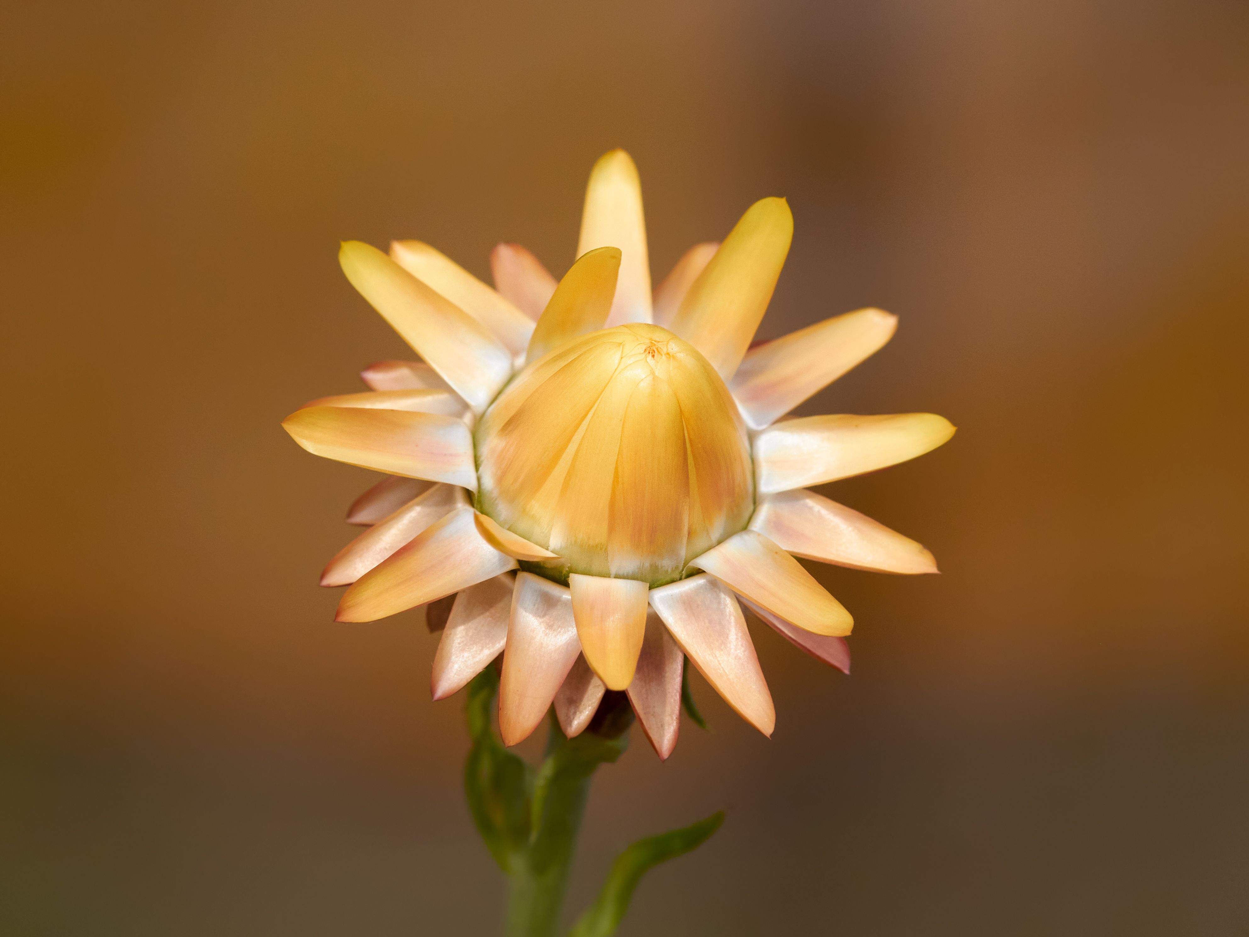 Everlasting+Flower+In+Mallorca Photos, Download The BEST Free ...