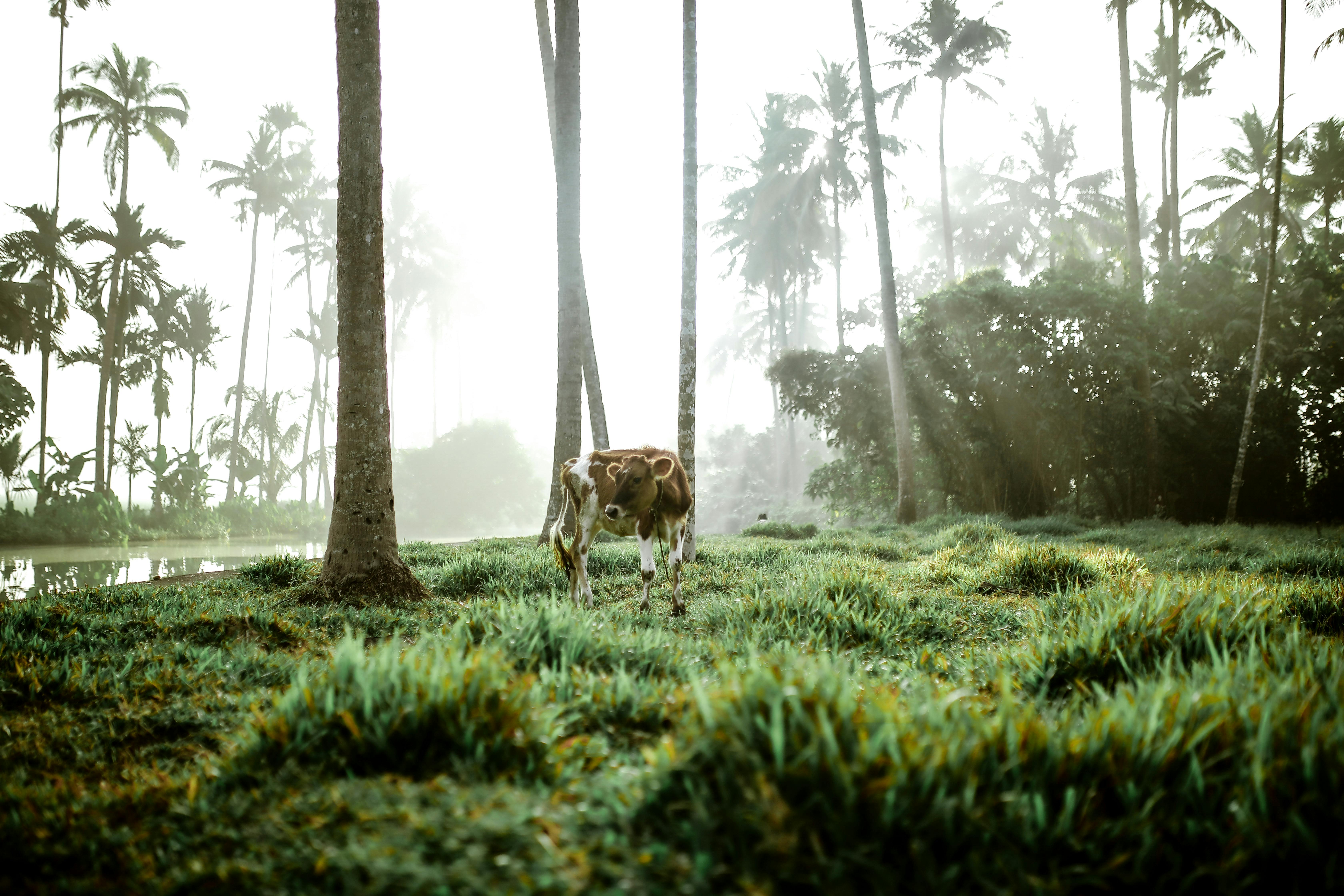 Cow Mist Photos, Download The BEST Free Cow Mist Stock Photos & HD Images