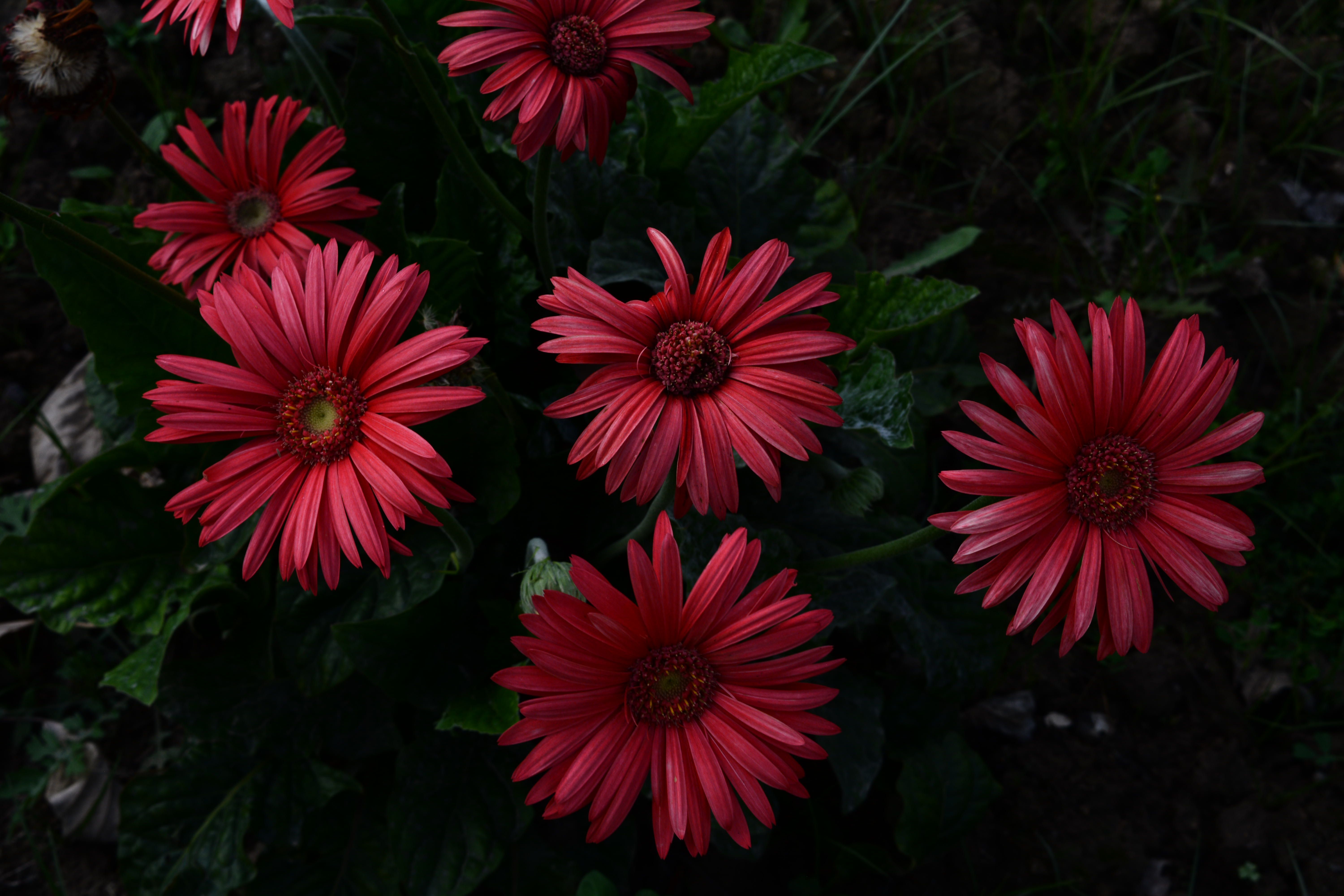 Vibrant Red Daisies in Full Bloom Outdoors · Free Stock Photo