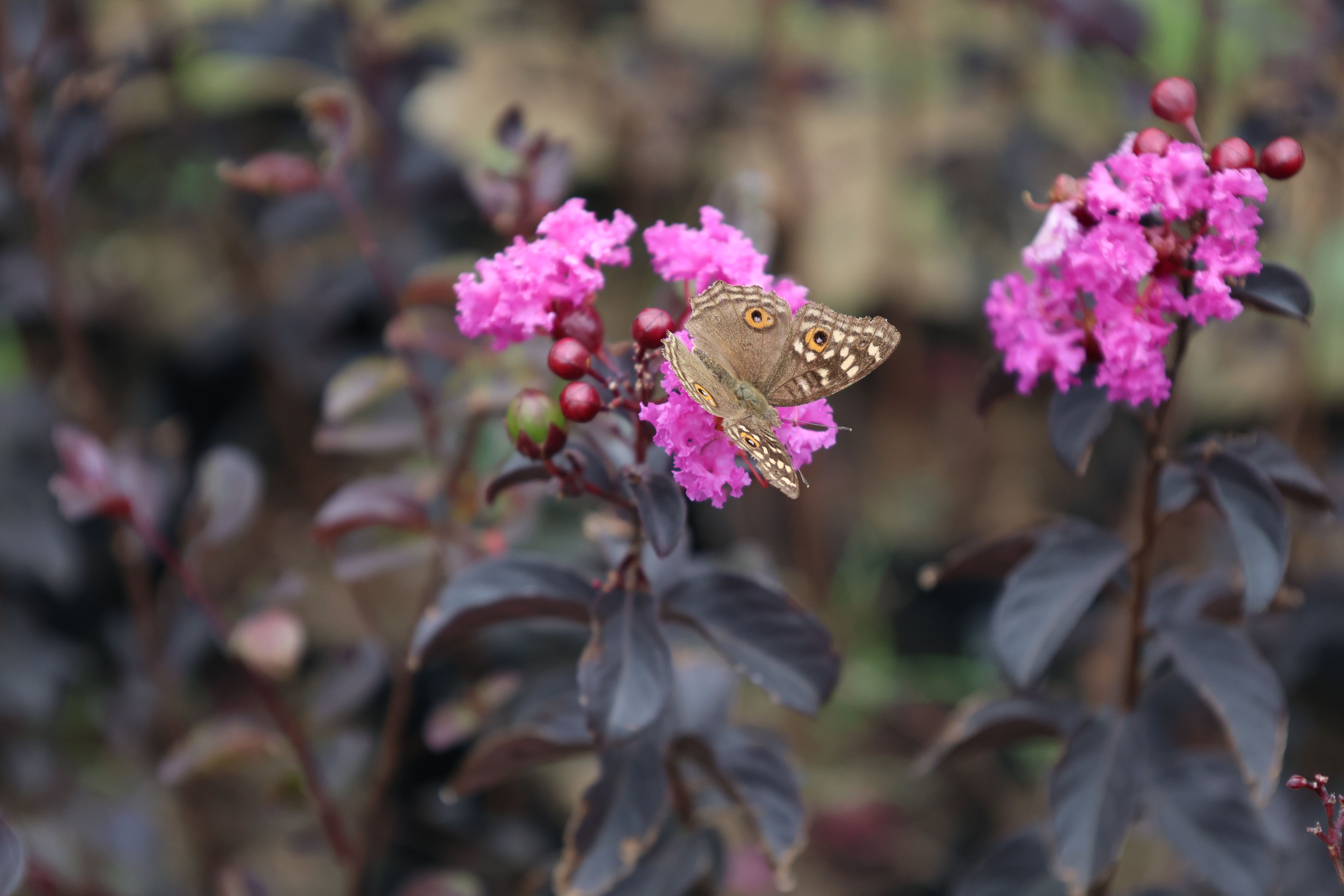 Pink Butterfly Photos, Download The BEST Free Pink Butterfly Stock ...