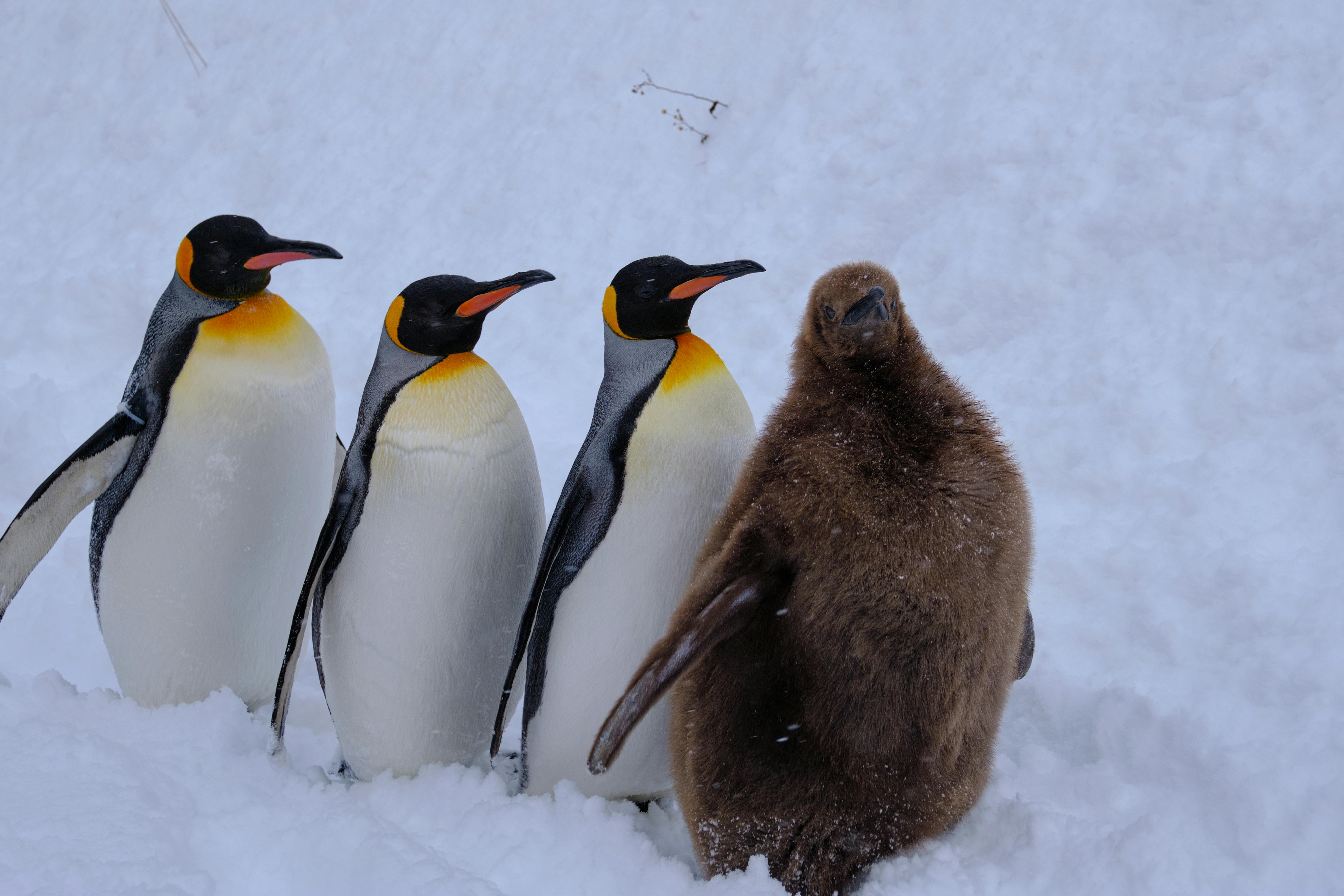 Close Up Photography of Penguin on Snow · Free Stock Photo