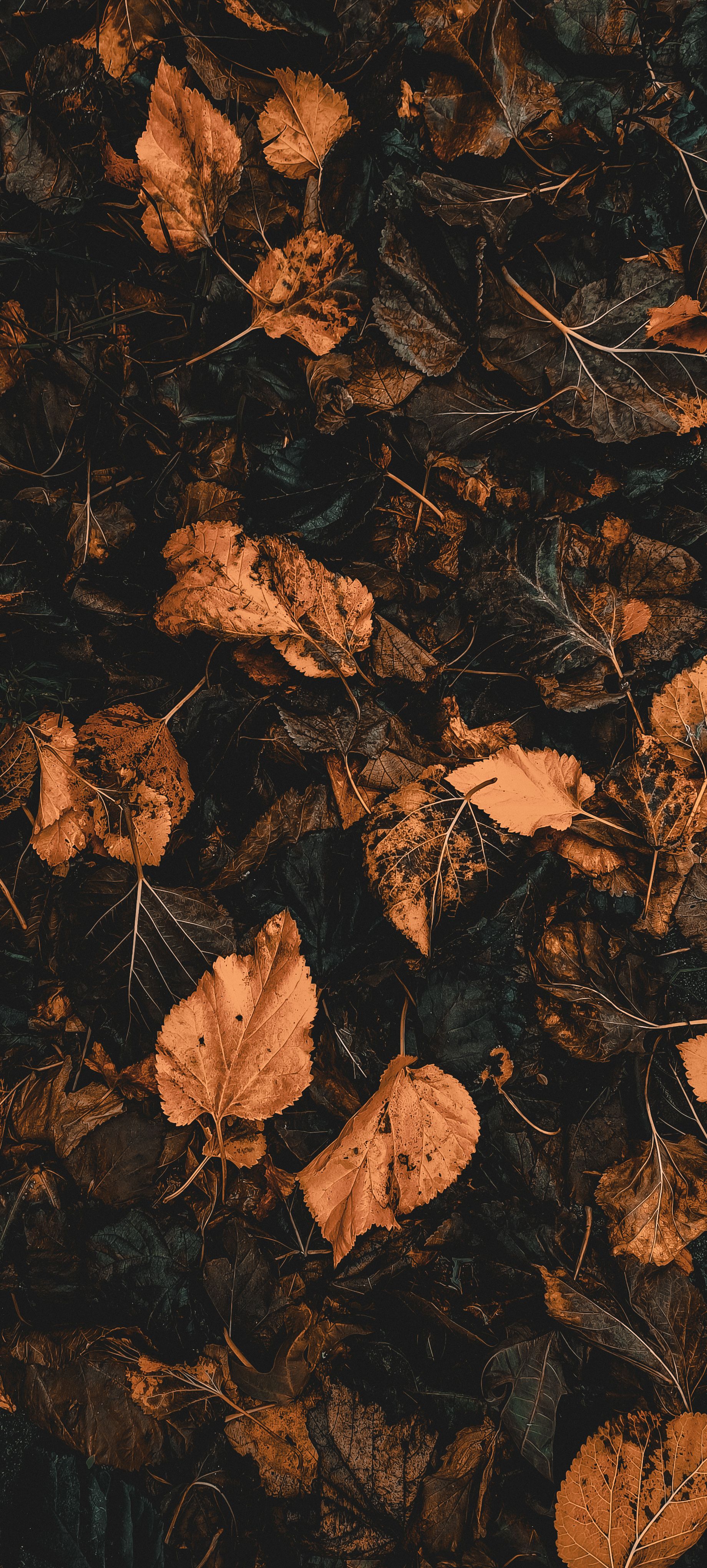 Hd Wallpapers Photos, Download The BEST Free Hd Wallpapers Stock Photos ...