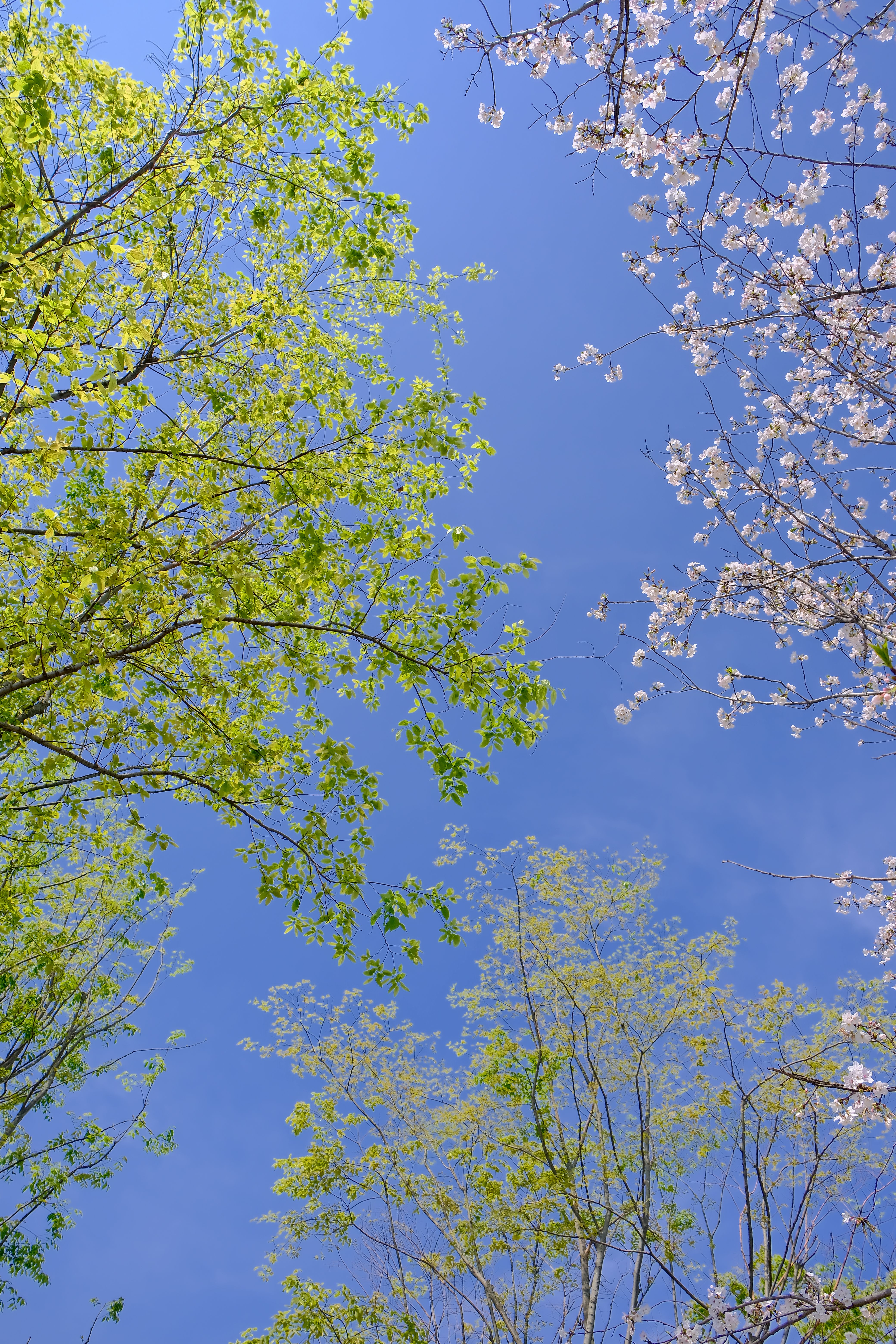April Nature Photos, Download The BEST Free April Nature Stock Photos ...