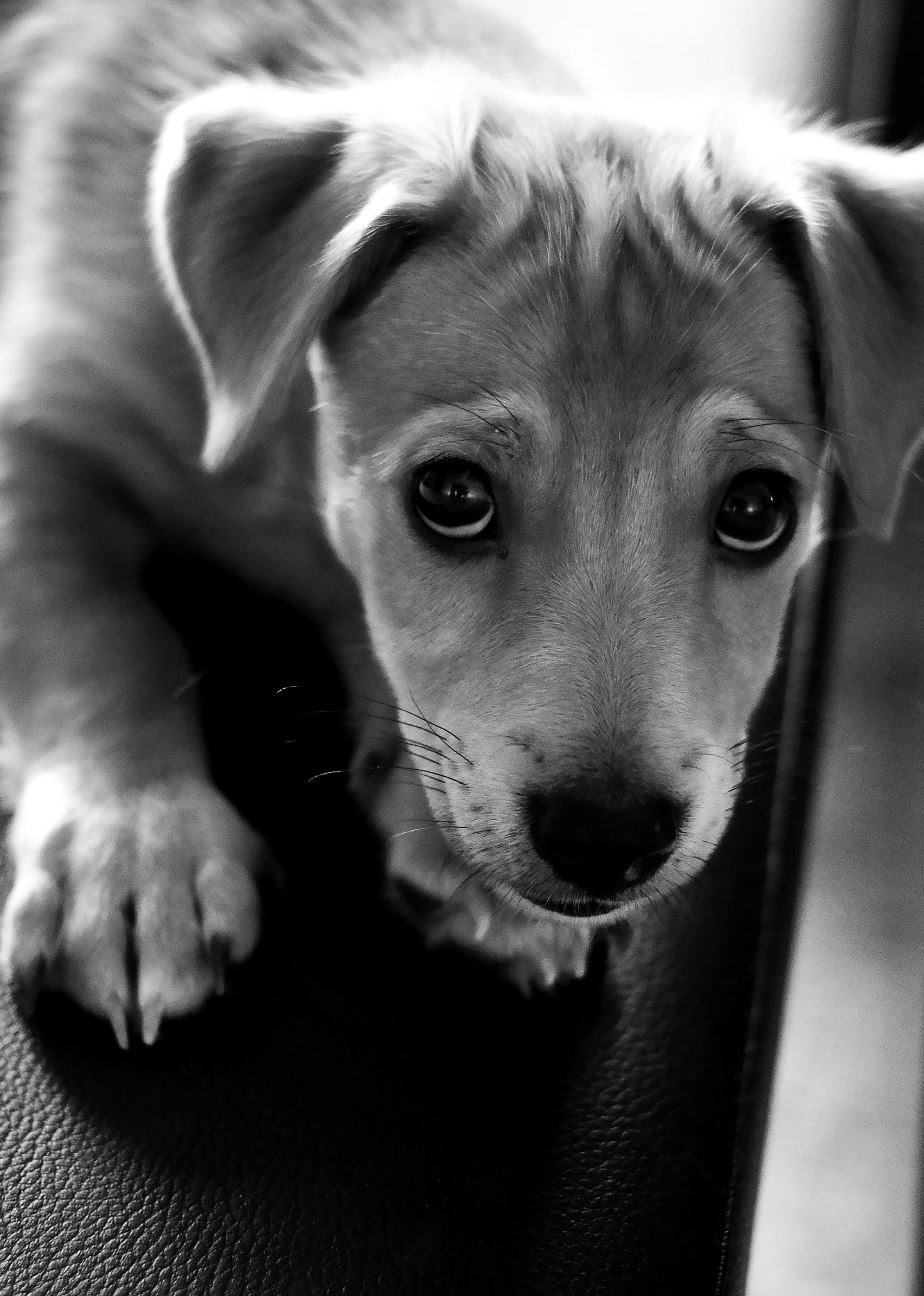 7.000+ ảnh đẹp nhất về 1puppy · Tải xuống miễn phí 100% · Ảnh có sẵn ...