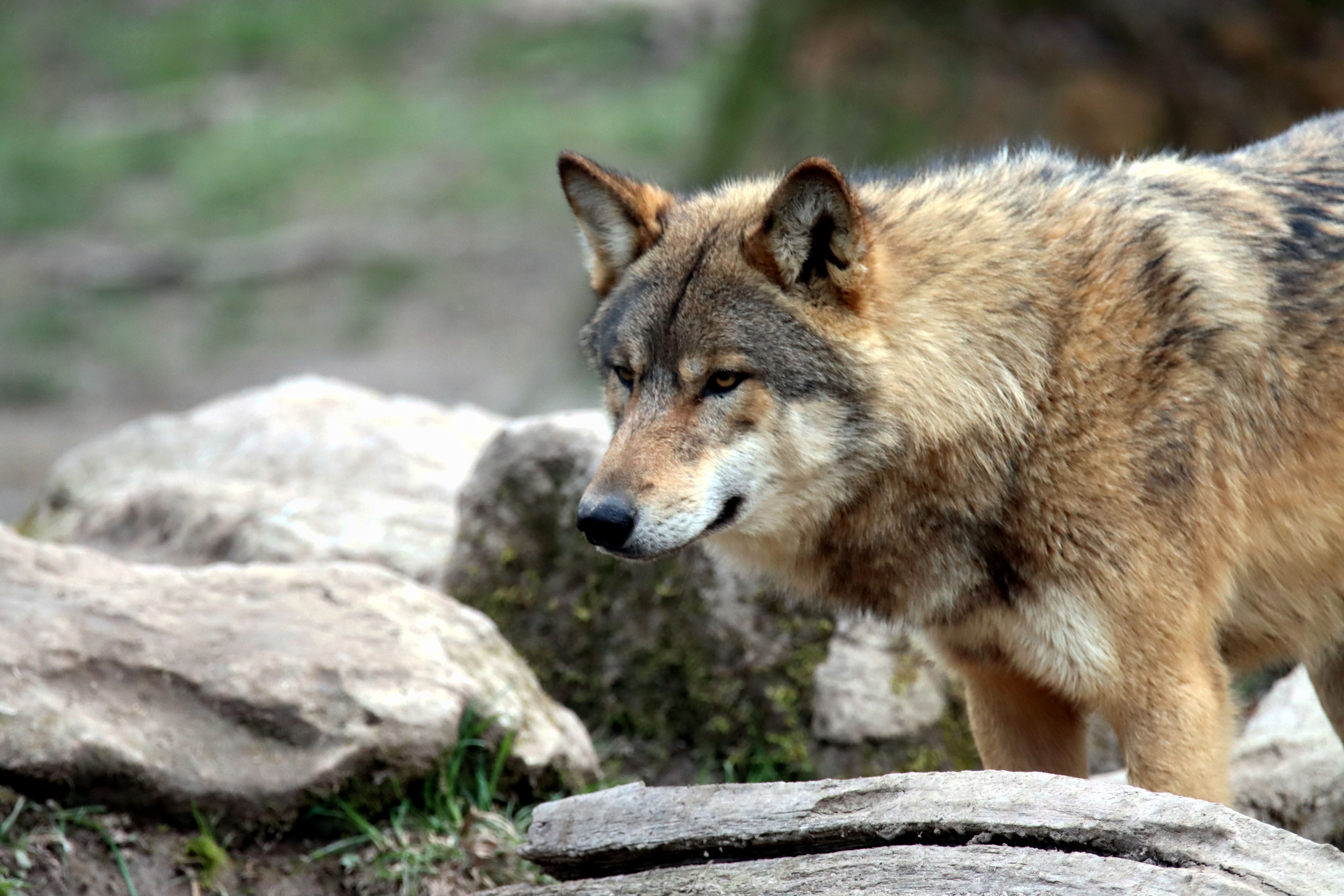 Red Wolf Photos, Download The BEST Free Red Wolf Stock Photos & HD Images