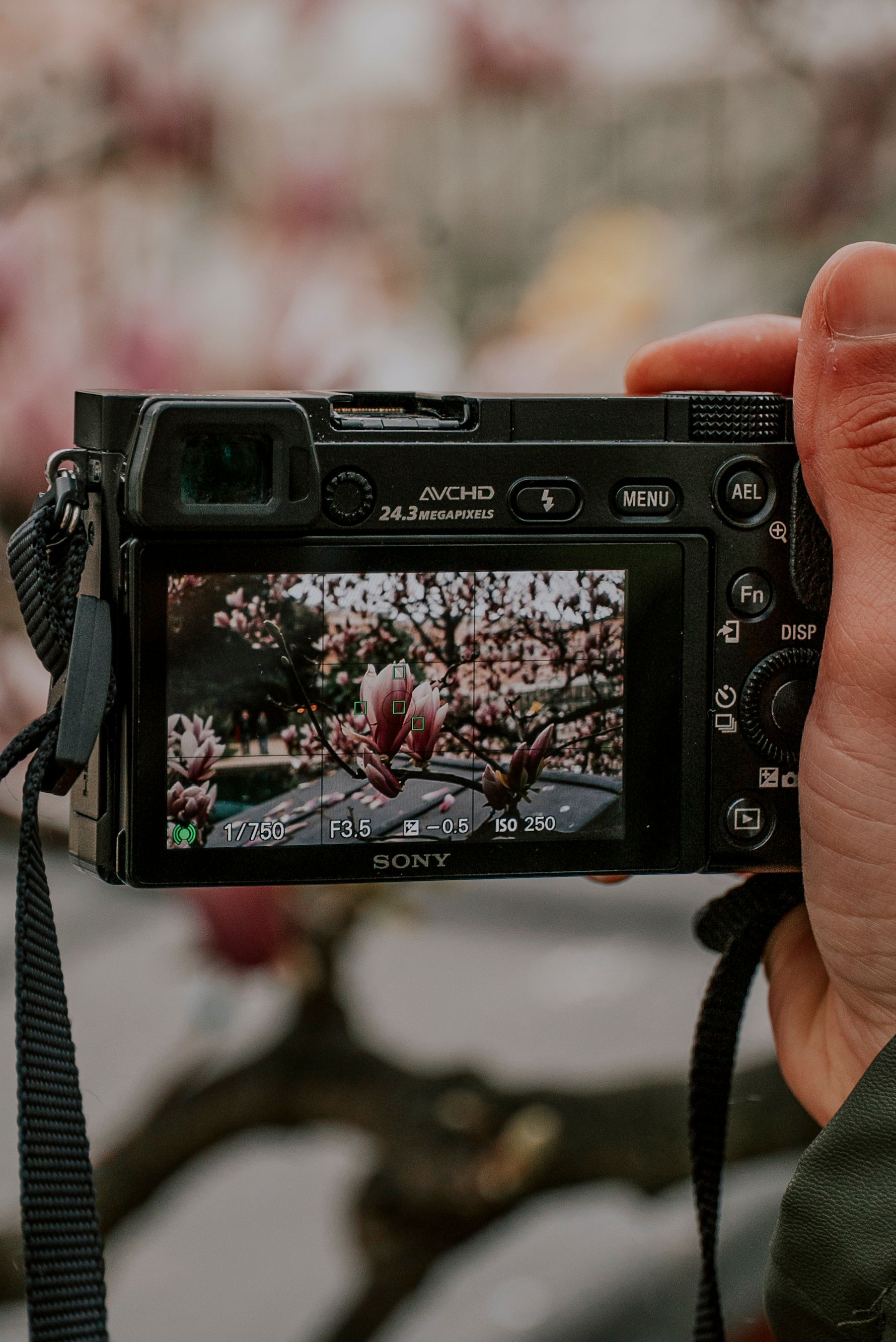 Zoom Backgrounds Spring Season Photos, Download The BEST Free Zoom ...