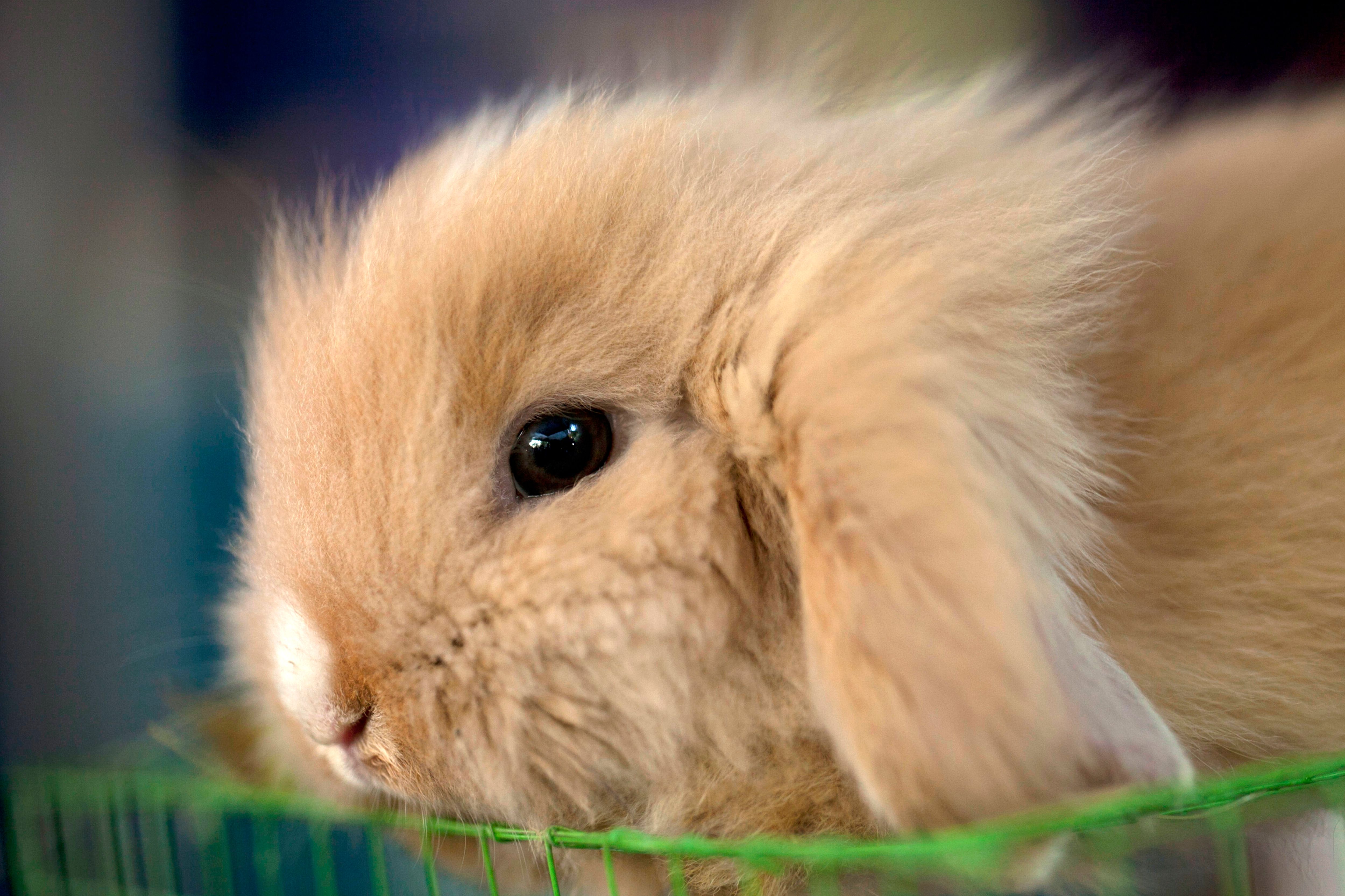 Cream+The+Rabbit+Wallpaper Photos, Download The BEST Free Cream+The ...