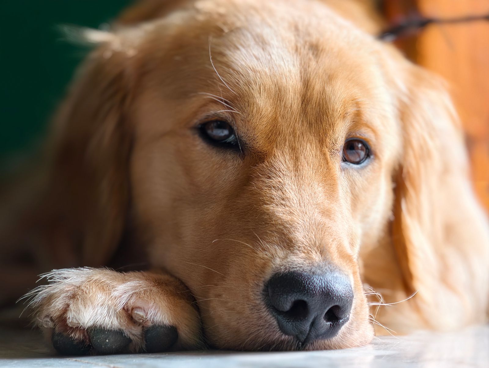 Cute Golden Retriever Dog Photos, Download The BEST Free Cute Golden ...