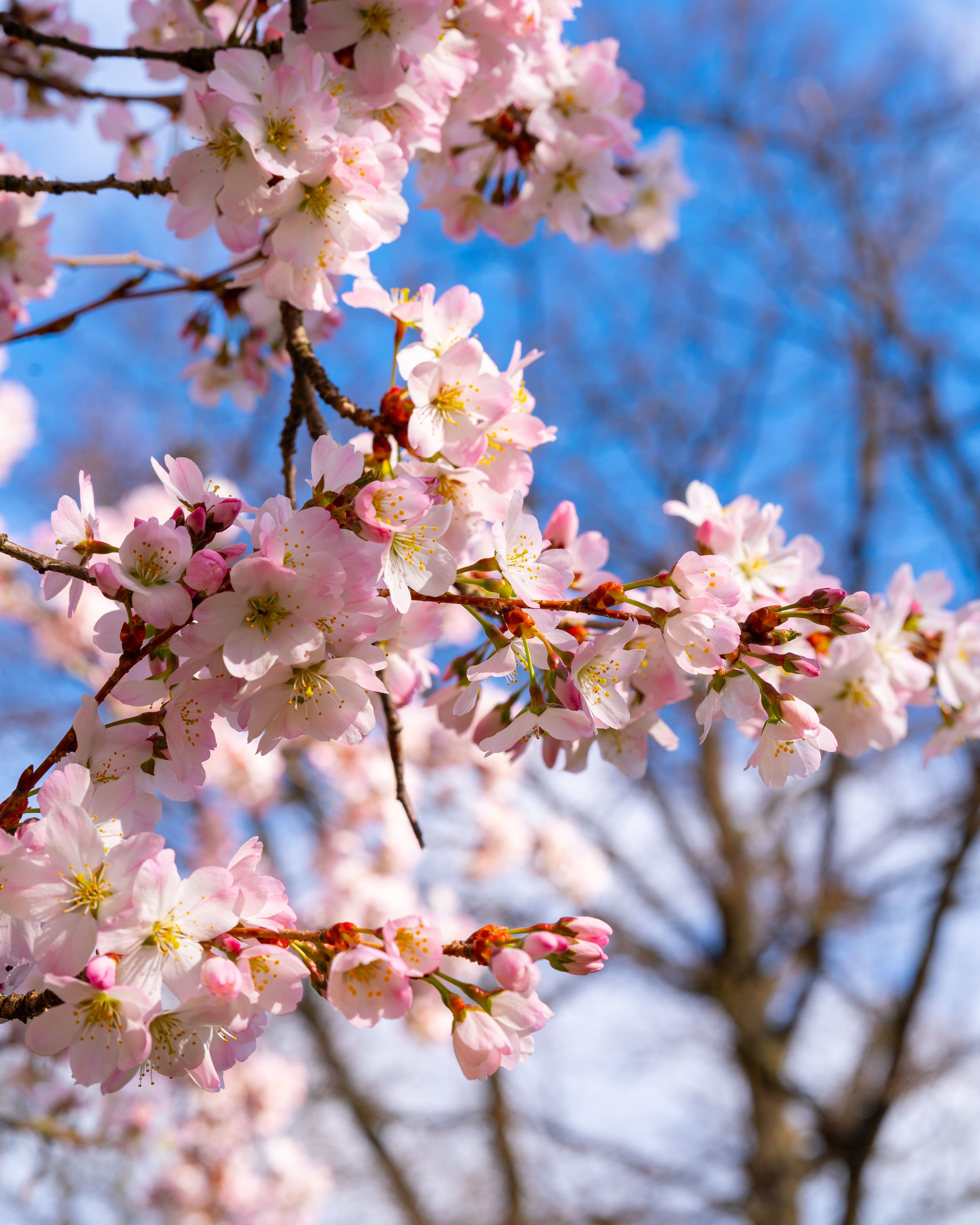 Vibrant Cherry Blossom Branch in Spring · Free Stock Photo