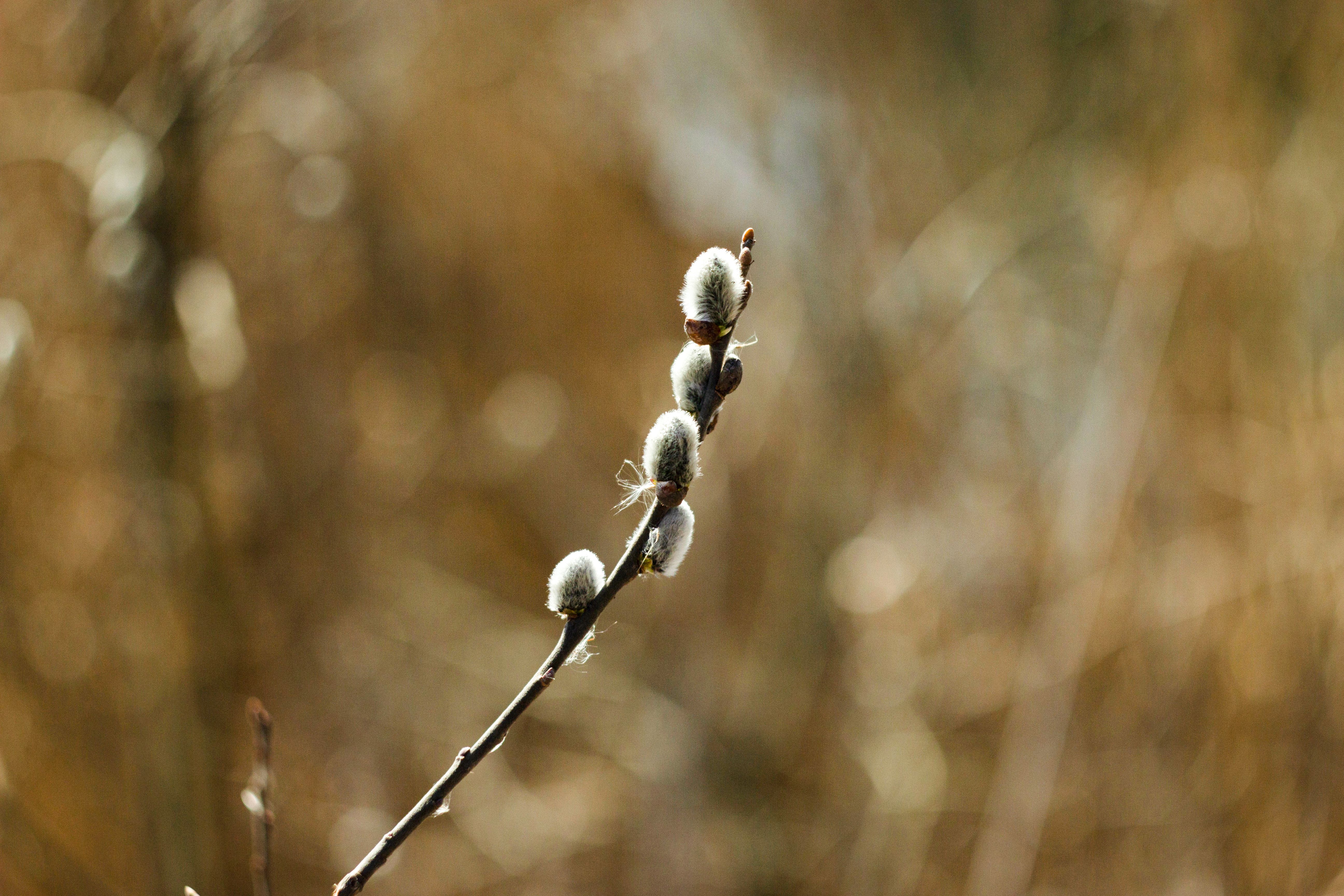 Desktop Backgrounds Whipping Willow Photos, Download The BEST Free ...