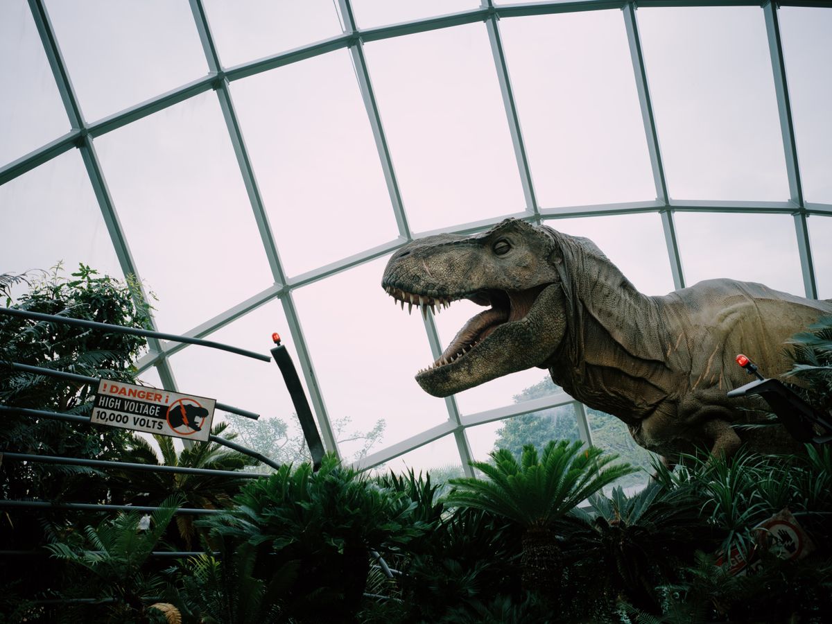 D Rex Photos, Download The BEST Free D Rex Stock Photos & HD Images