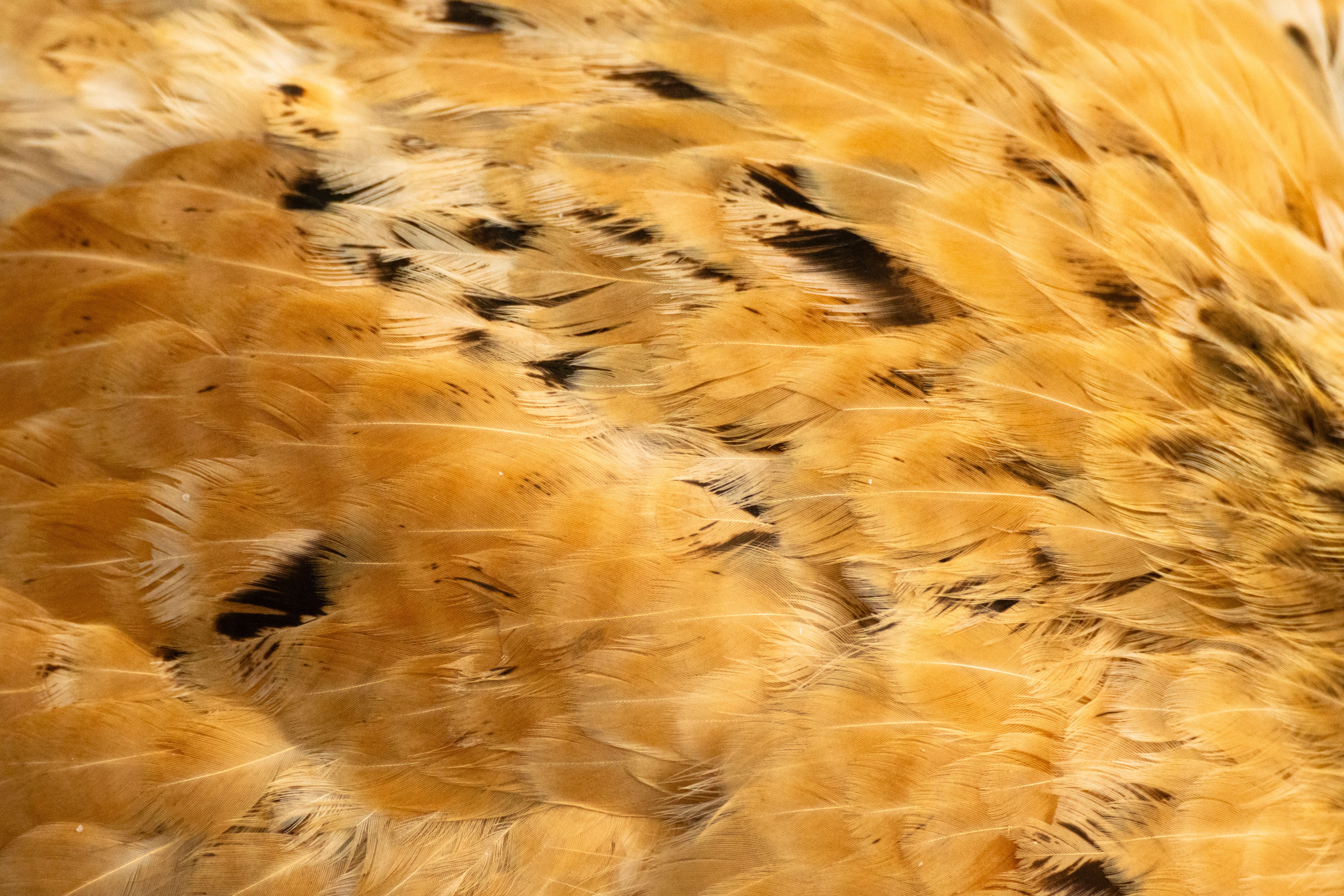 Close-up of Brown Bird Feathers Texture · Free Stock Photo