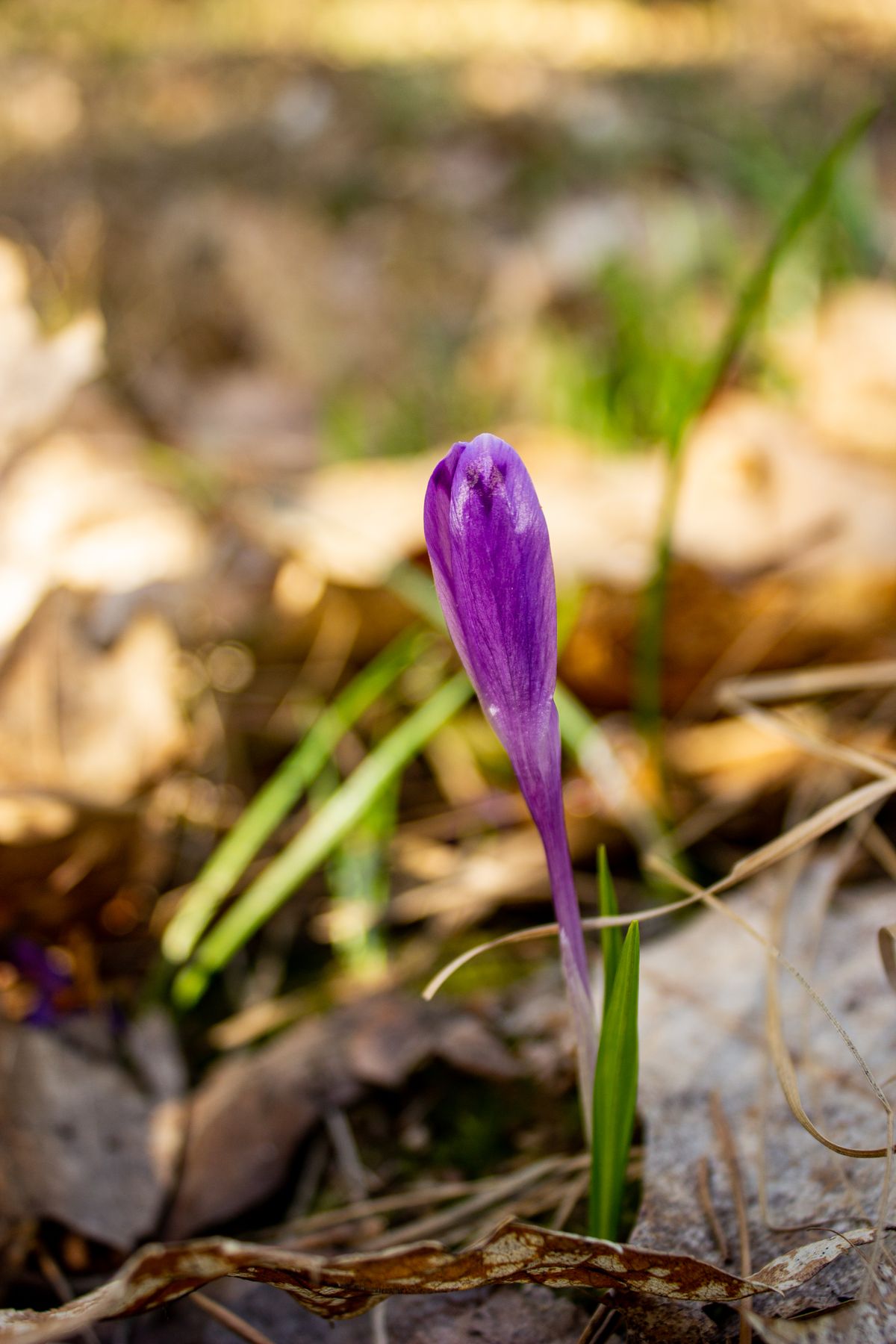 Spring Flower Photos, Download The BEST Free Spring Flower Stock Photos ...