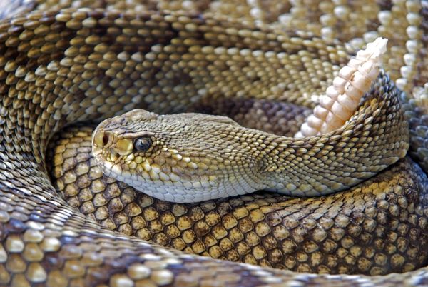 Snake Photos, Download The BEST Free Snake Stock Photos & HD Images