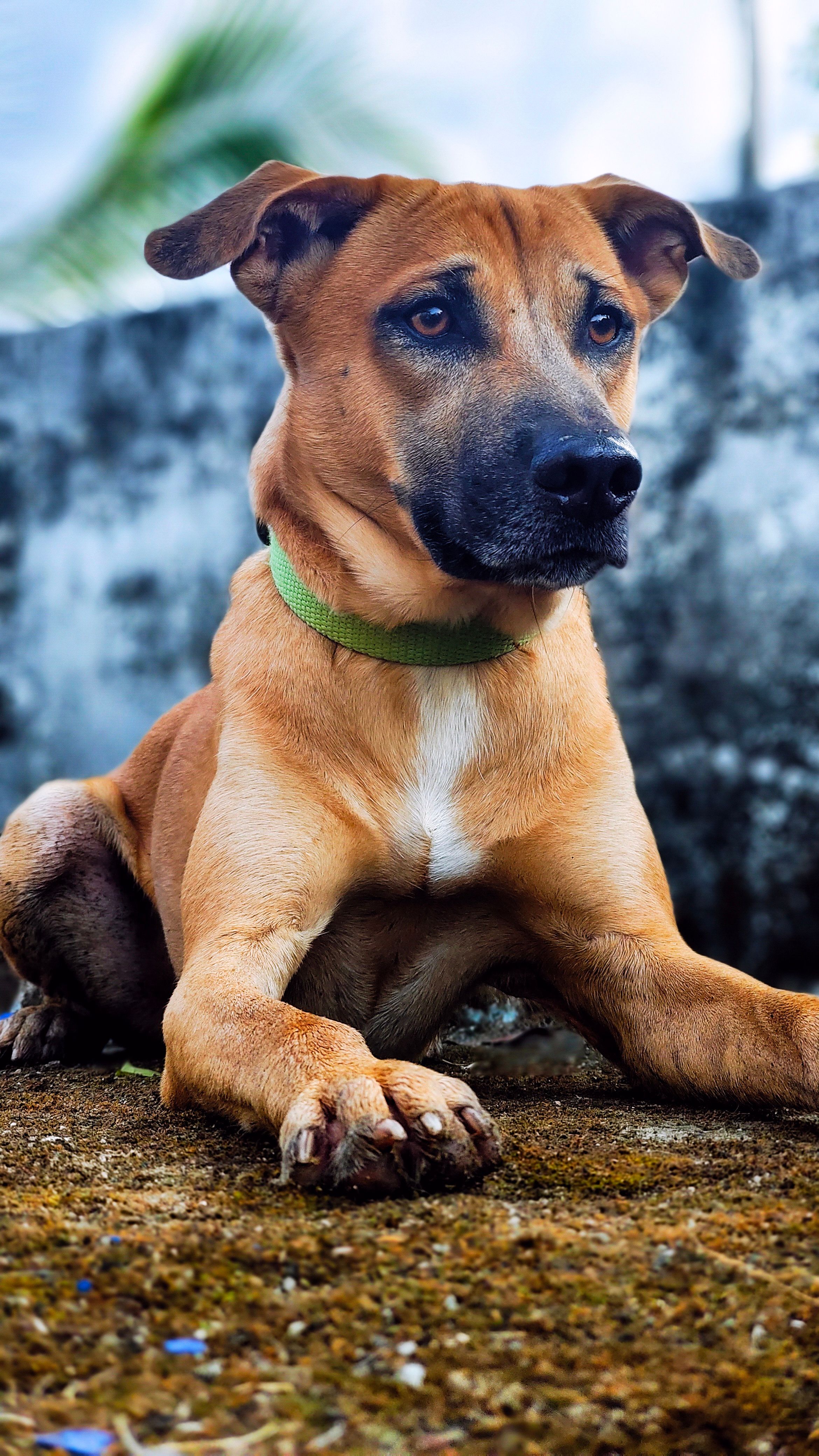 4k Wallpaperdangers Dogi Photos, Download The BEST Free 4k ...