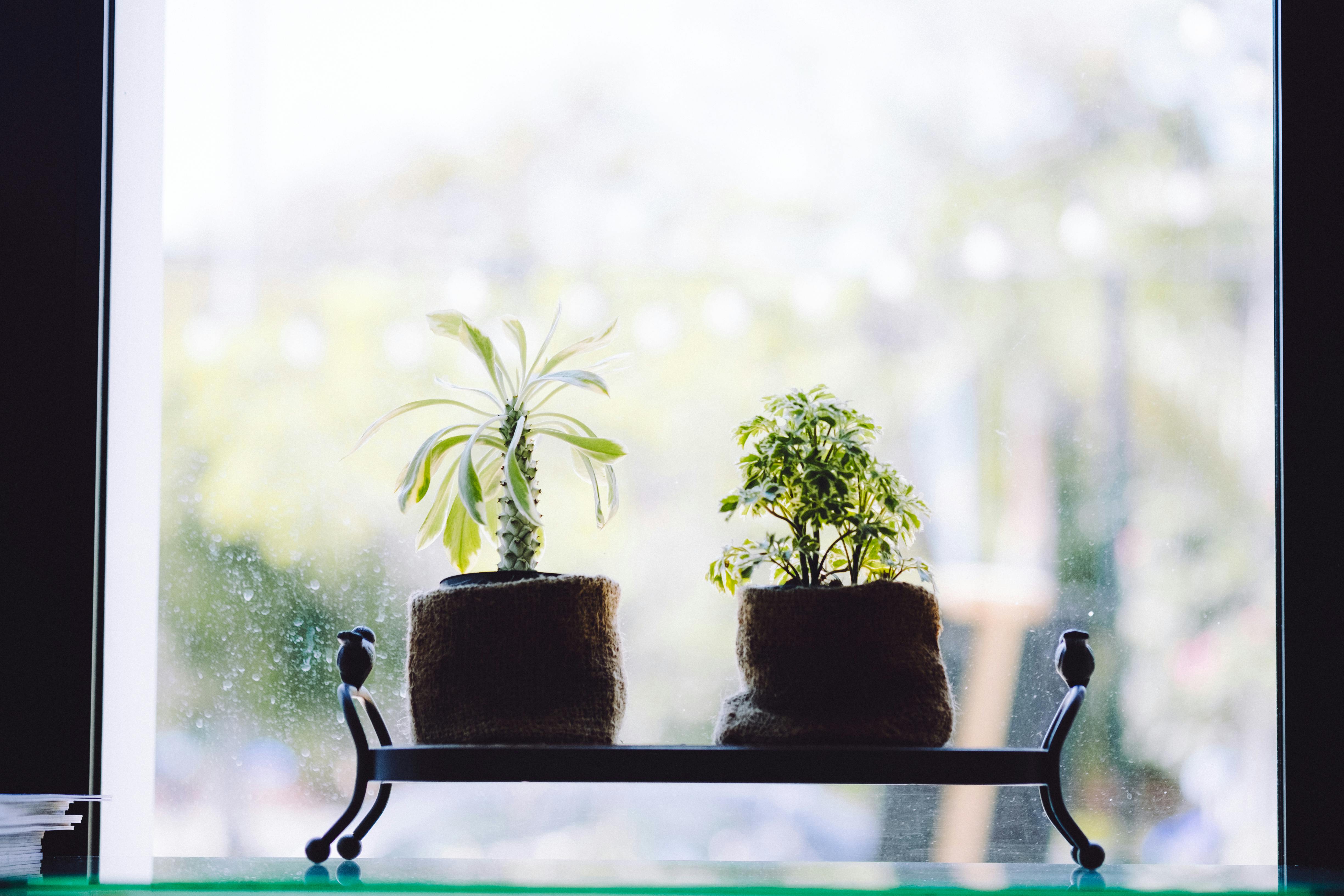 Green Leafed Plants Near Window · Free Stock Photo