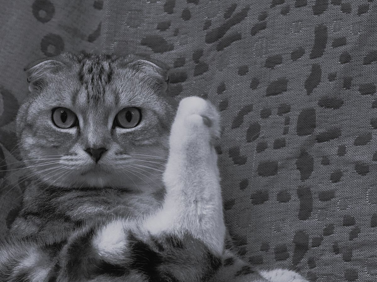 Middle Finger Cat Photos, Download The BEST Free Middle Finger Cat ...