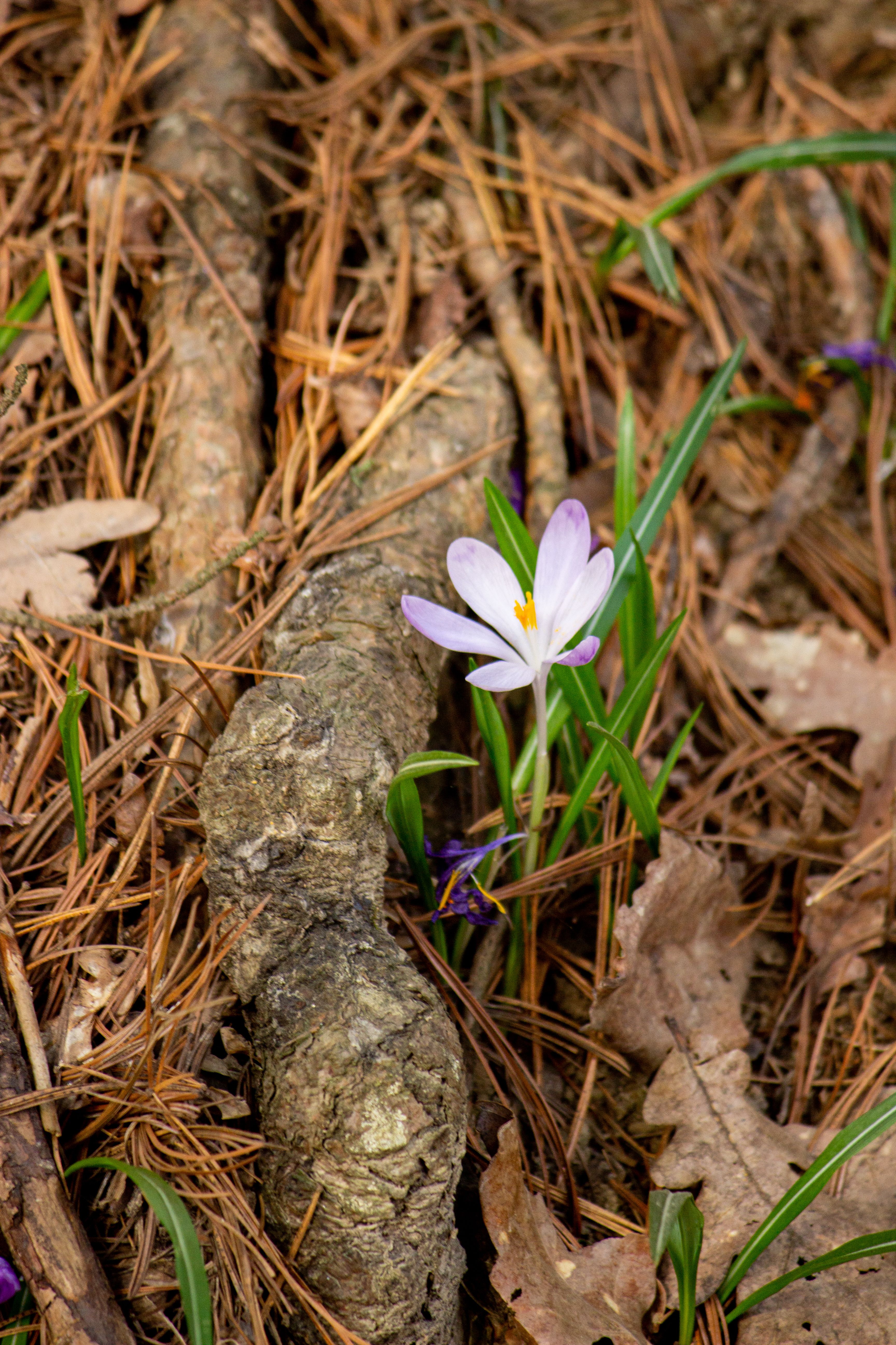 Flower With Roots Photos, Download The BEST Free Flower With Roots ...