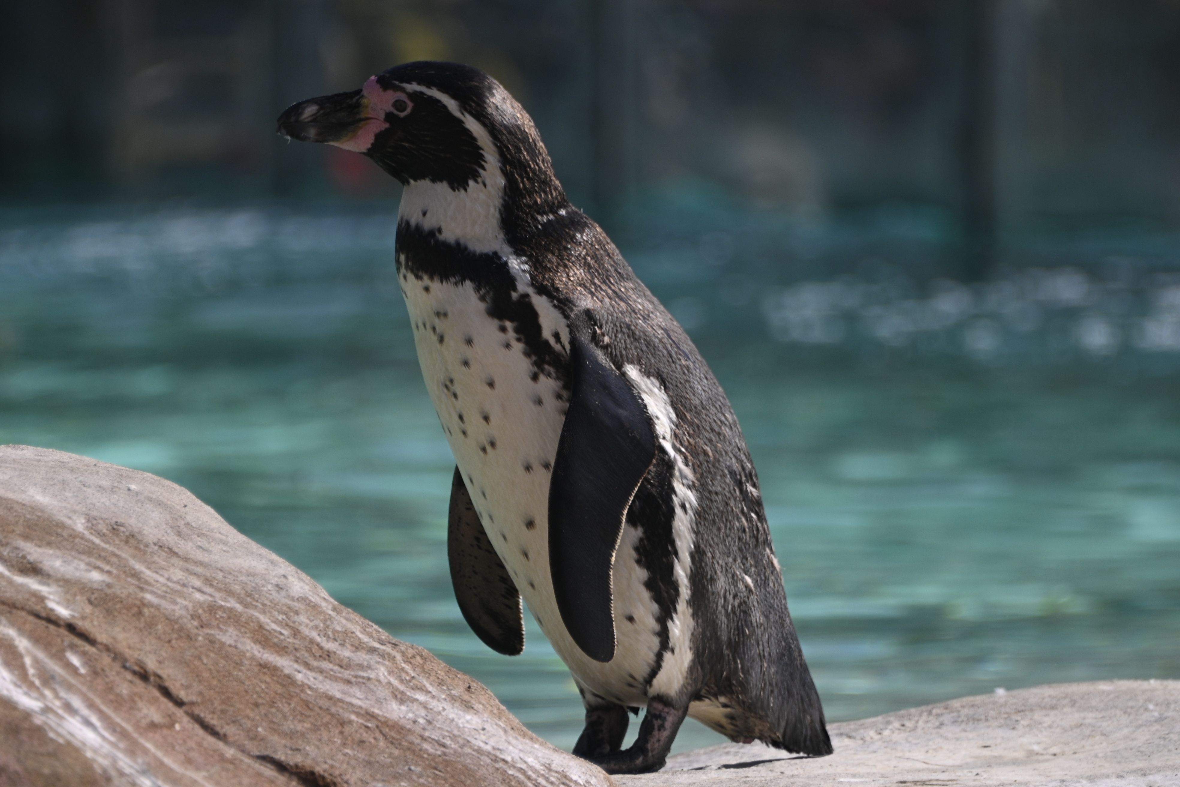 Penguin Profile Photos, Download The BEST Free Penguin Profile Stock ...