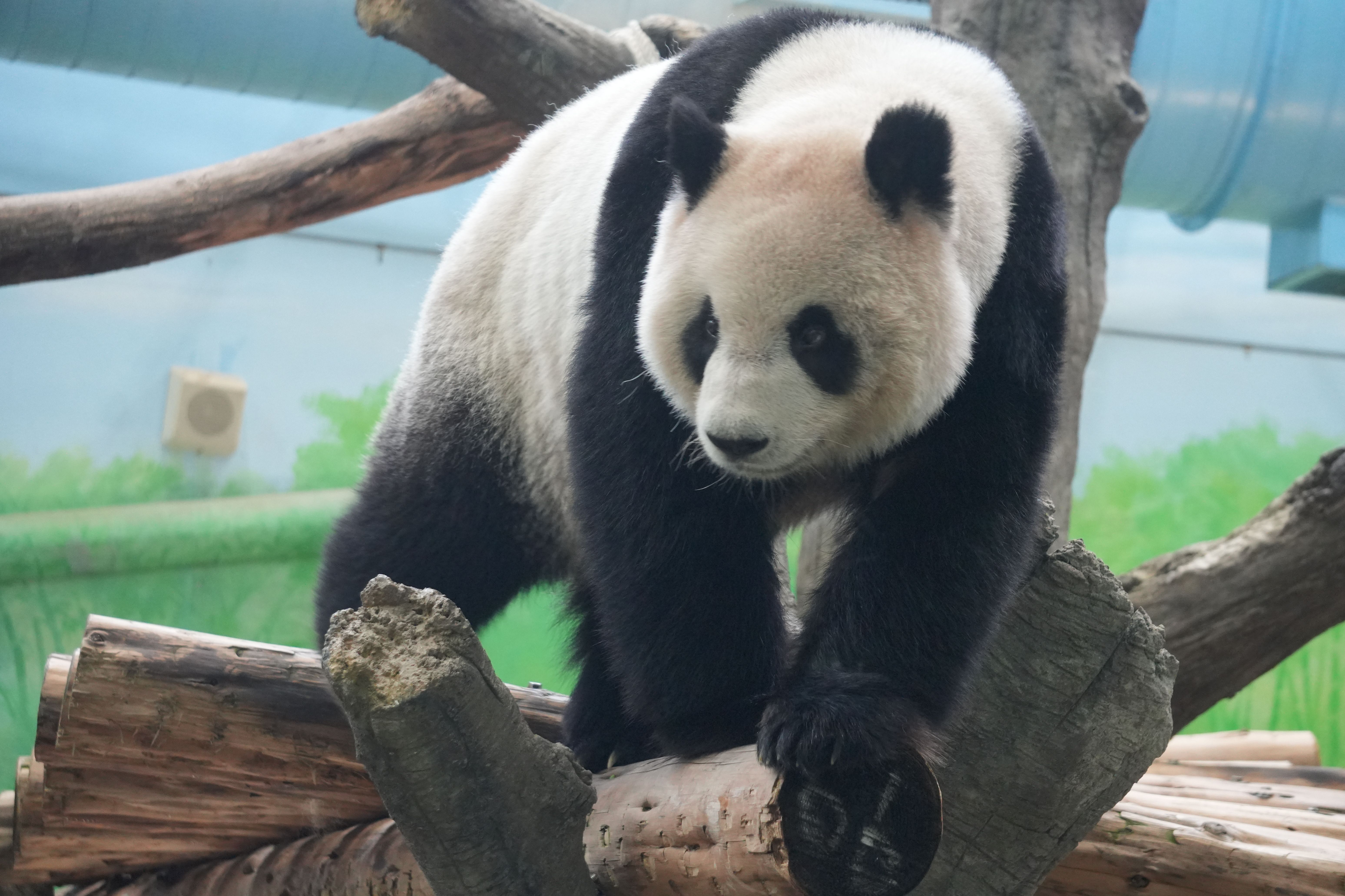 Close-up of Giant Panda in Indoor Habitat · Free Stock Photo