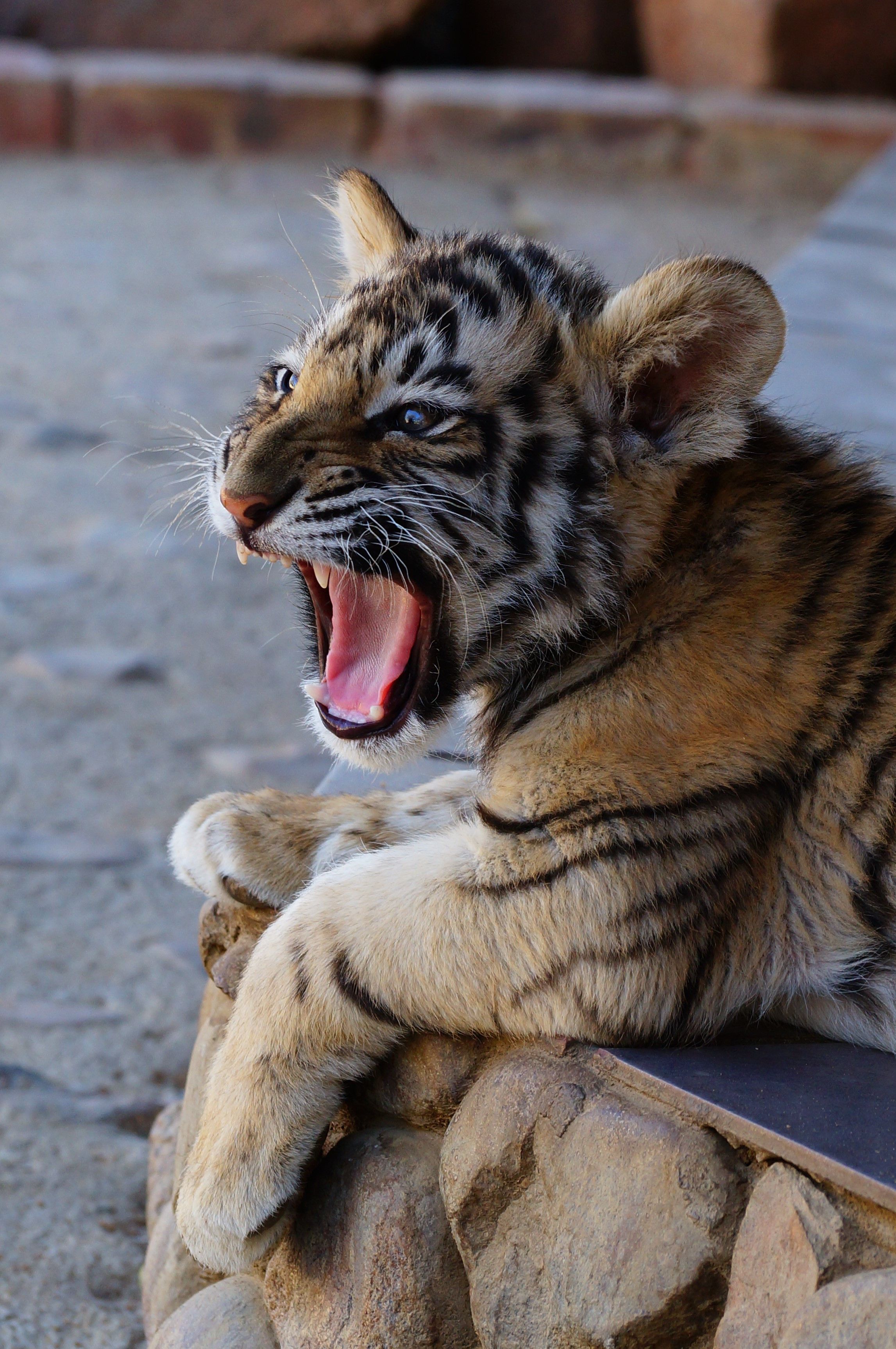 Photo Of A Cub Photos, Download The BEST Free Photo Of A Cub Stock ...