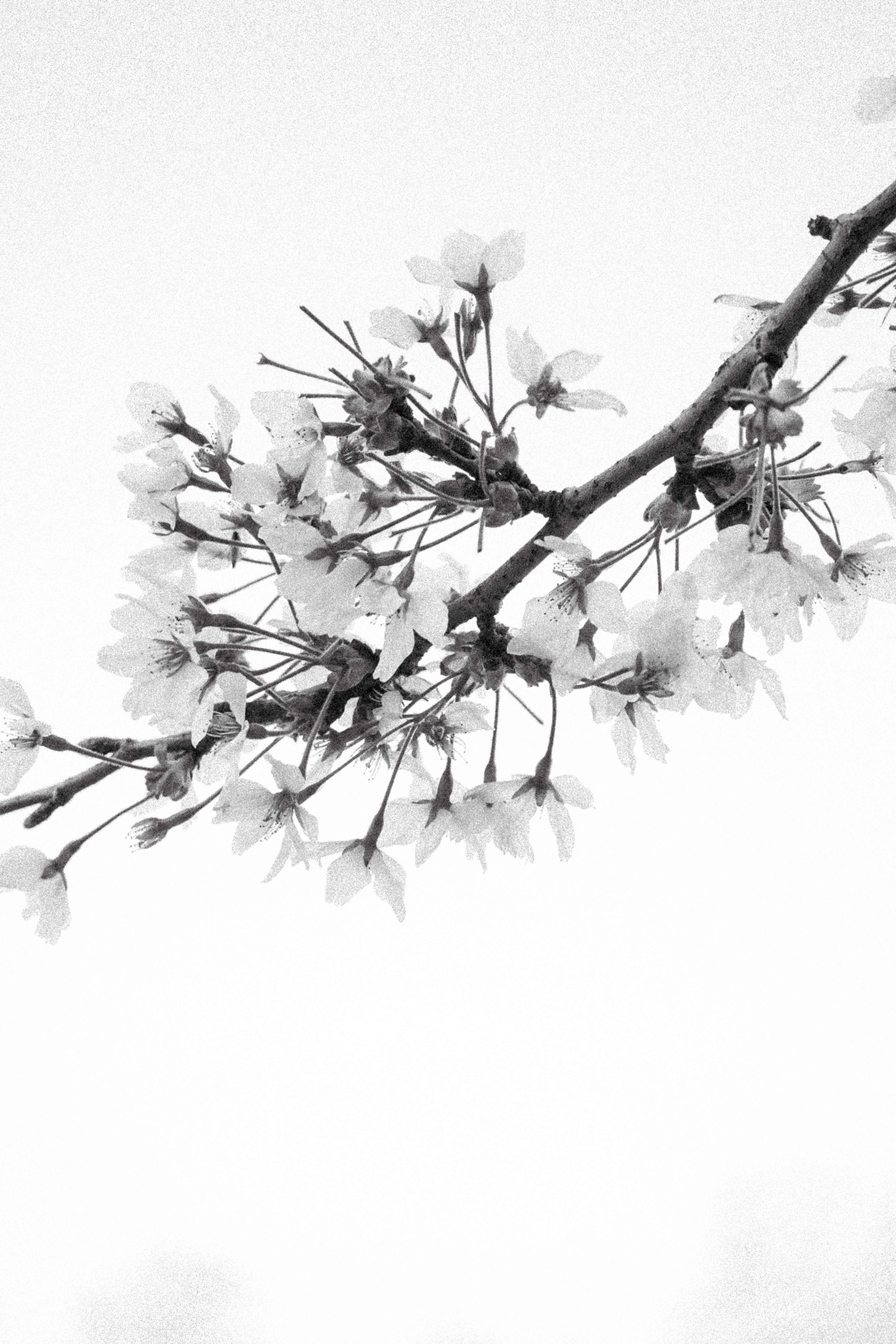 Monochrome Cherry Blossom Branch in Spring · Free Stock Photo