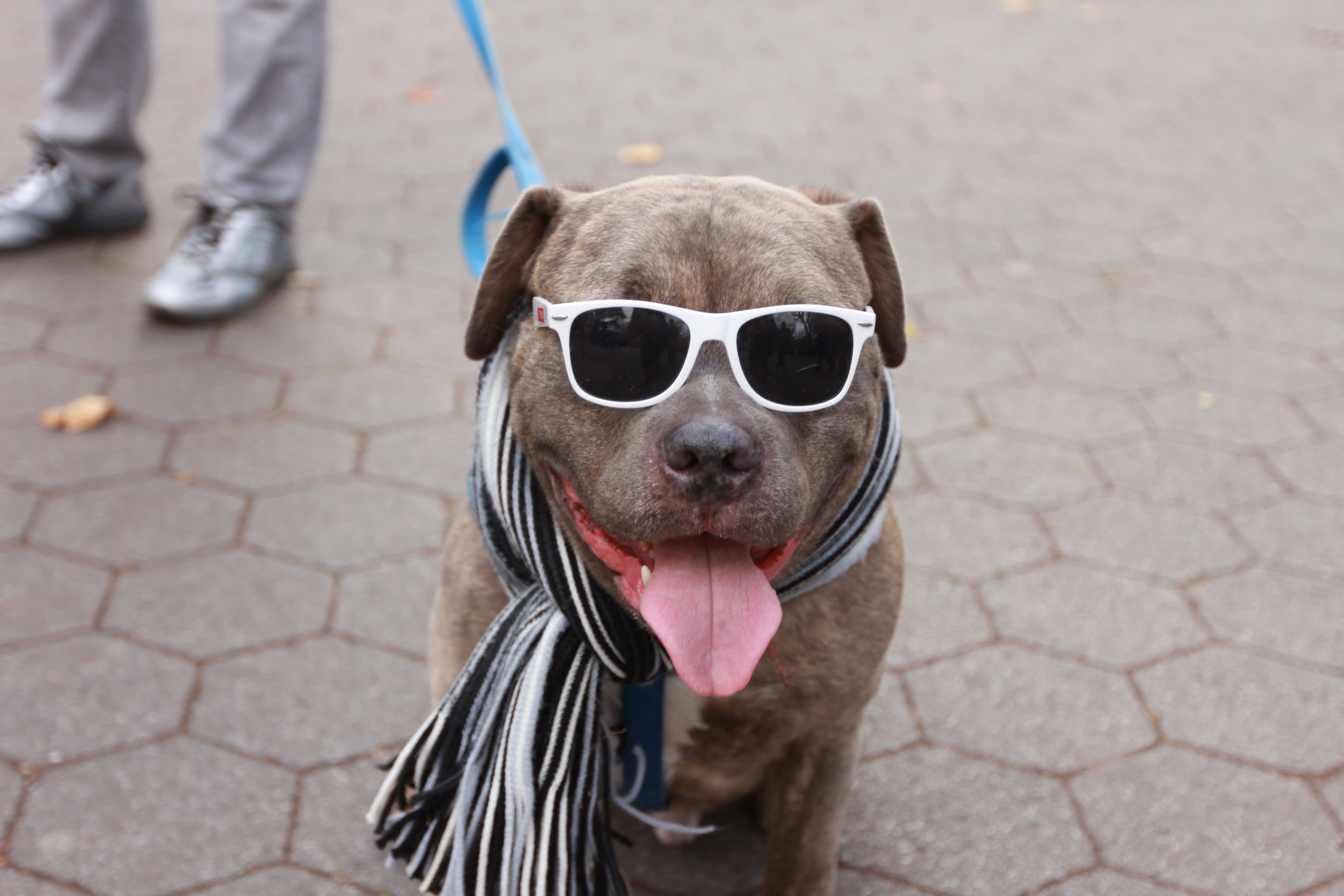 Pibble+Wallpaper Photos, Download The BEST Free Pibble+Wallpaper Stock ...