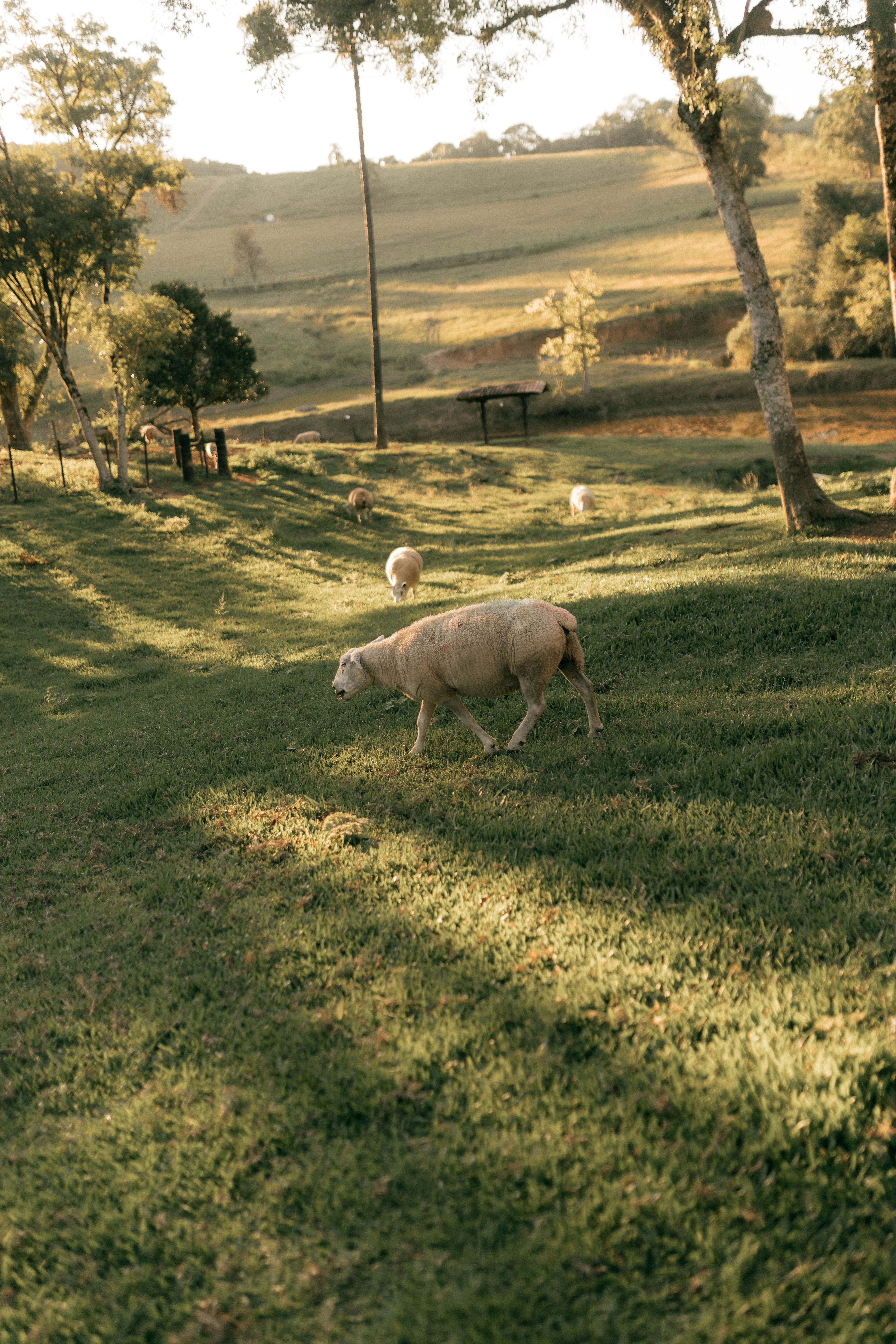 80,000+ Best Farm Photos · 100% Free Download · Pexels Stock Photos