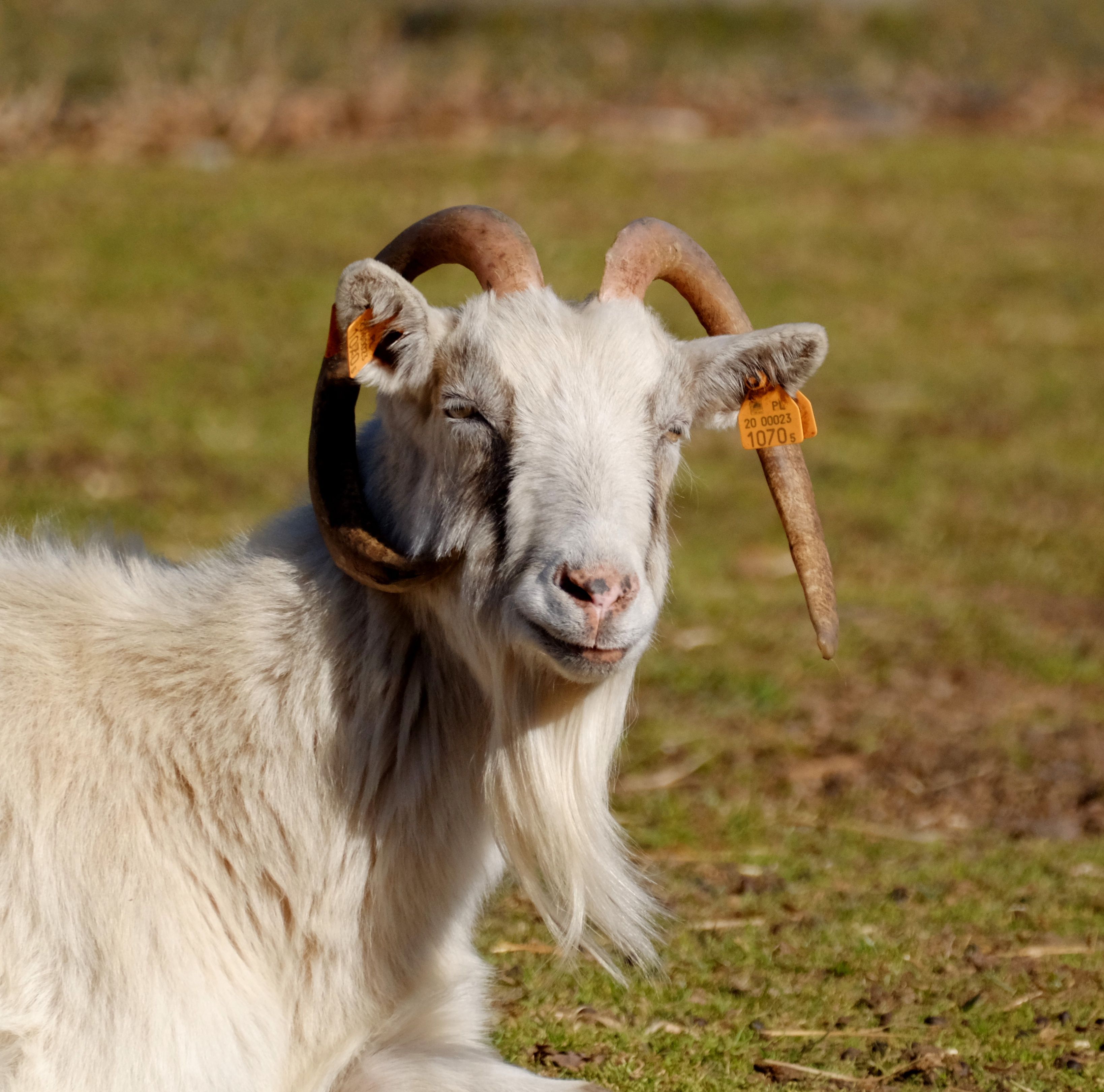 Goat+Image+Id Photos, Download The BEST Free Goat+Image+Id Stock Photos ...