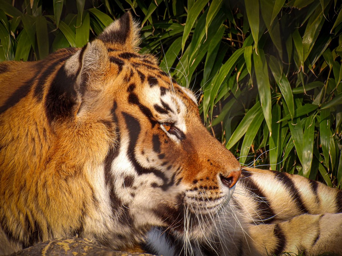 Tiger Jpg Photos, Download The BEST Free Tiger Jpg Stock Photos & HD Images