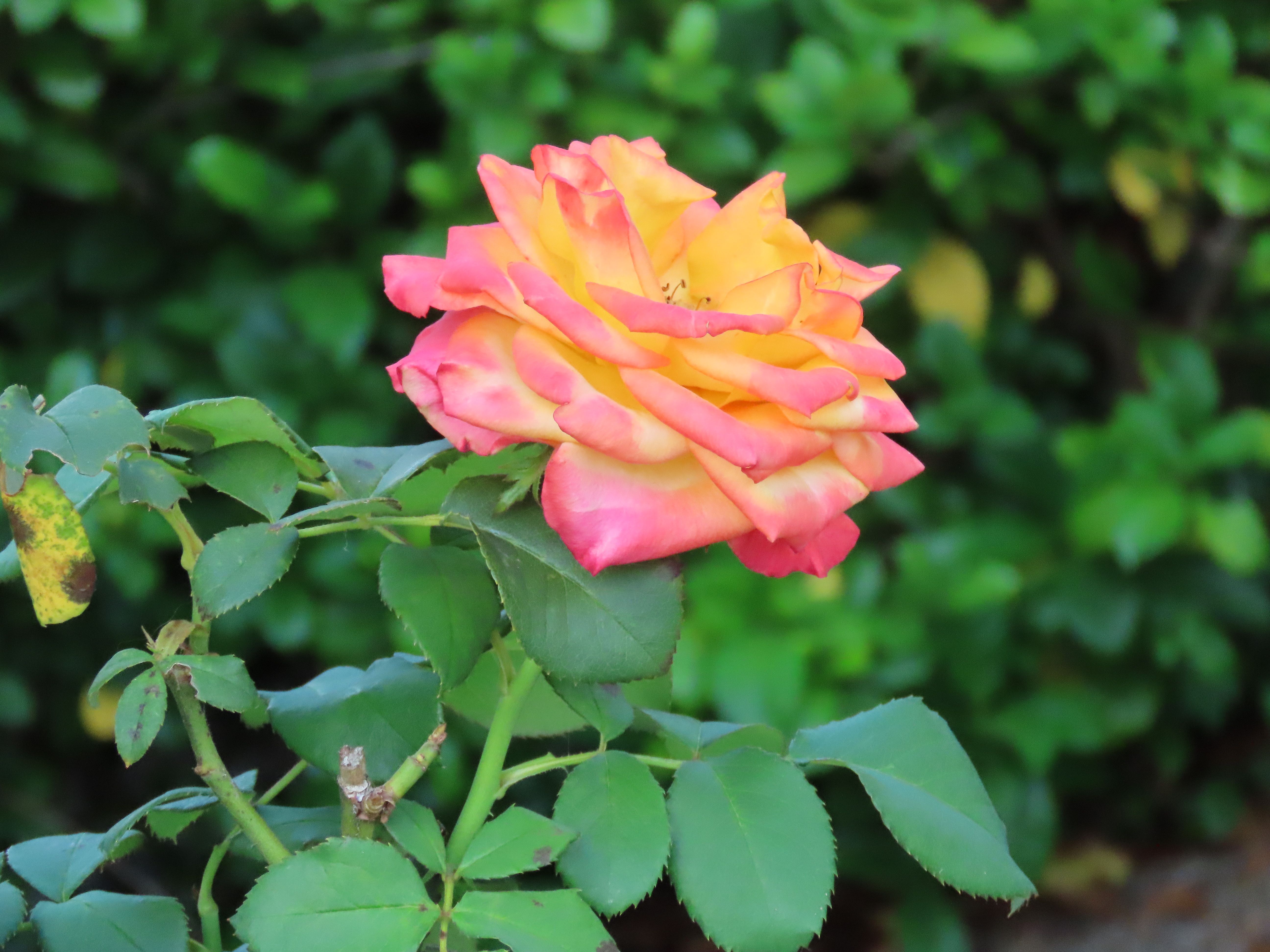 Hd Wallpaper Purple Roses Photos, Download The BEST Free Hd Wallpaper ...