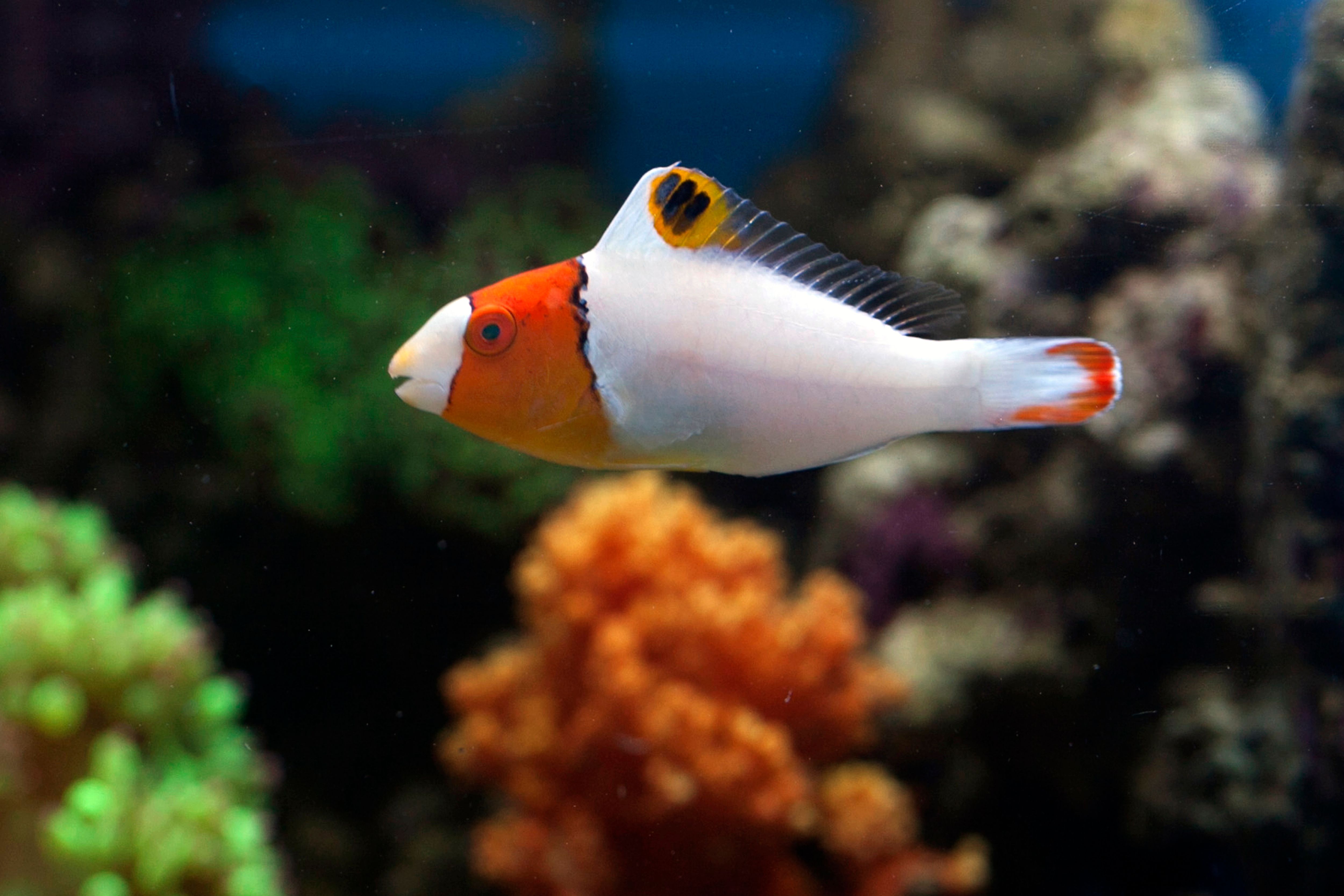 Close Up Photo of Clownfish · Free Stock Photo