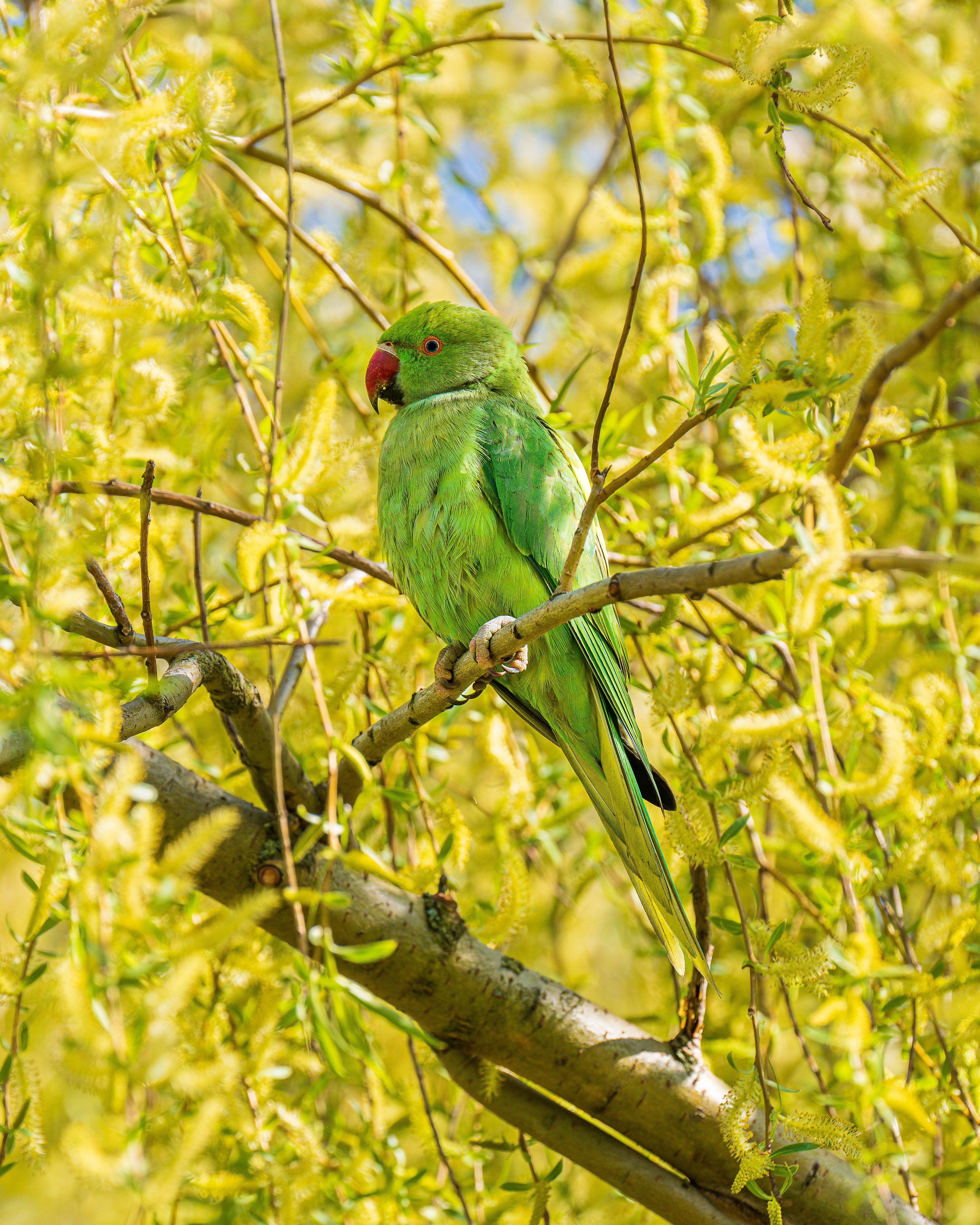 Parakeet Photos, Download The BEST Free Parakeet Stock Photos & HD Images