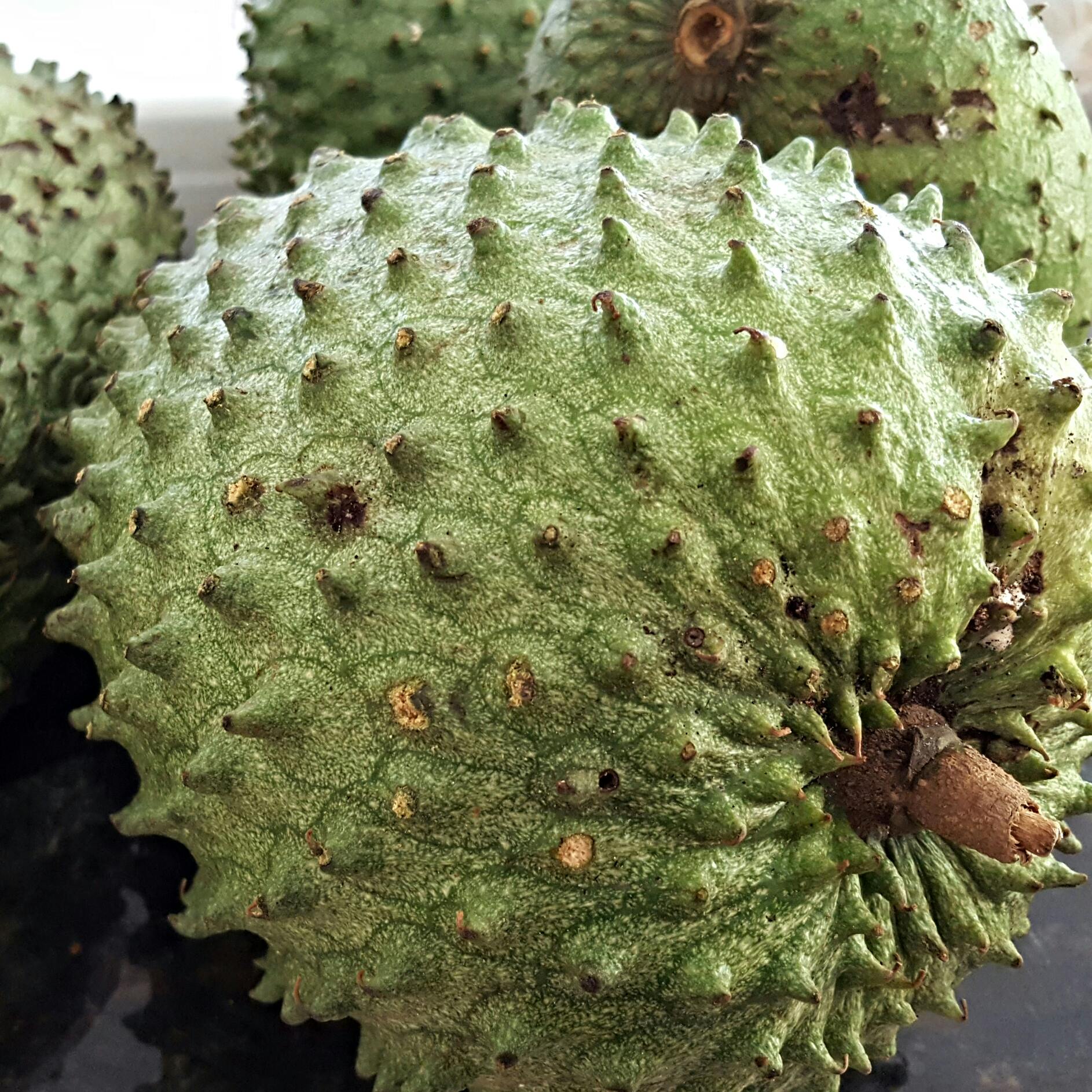 Free stock photo of Annona muricata