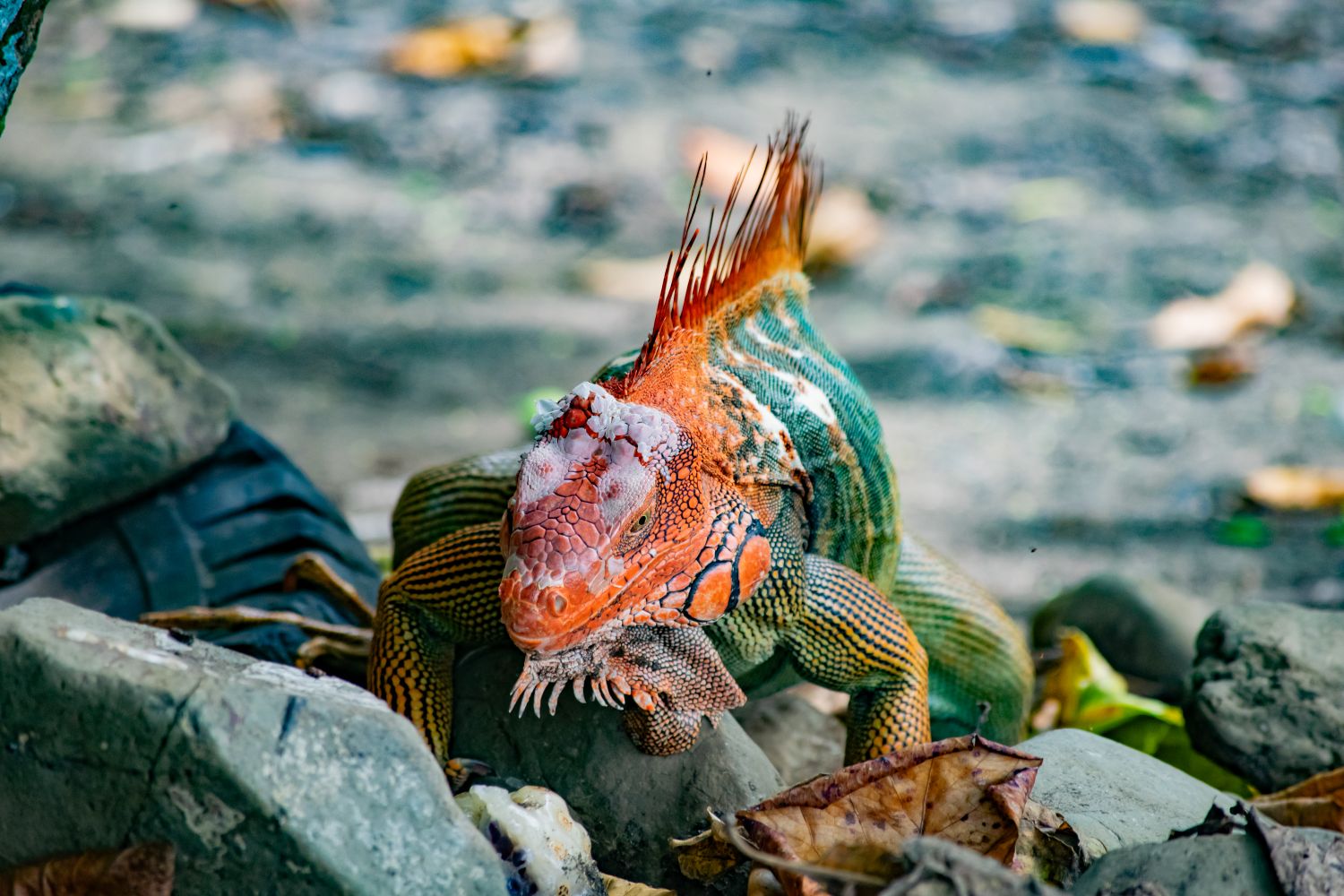 4.635+ Fotos y Imágenes de Iguana Gratis · Banco de Fotos Gratis