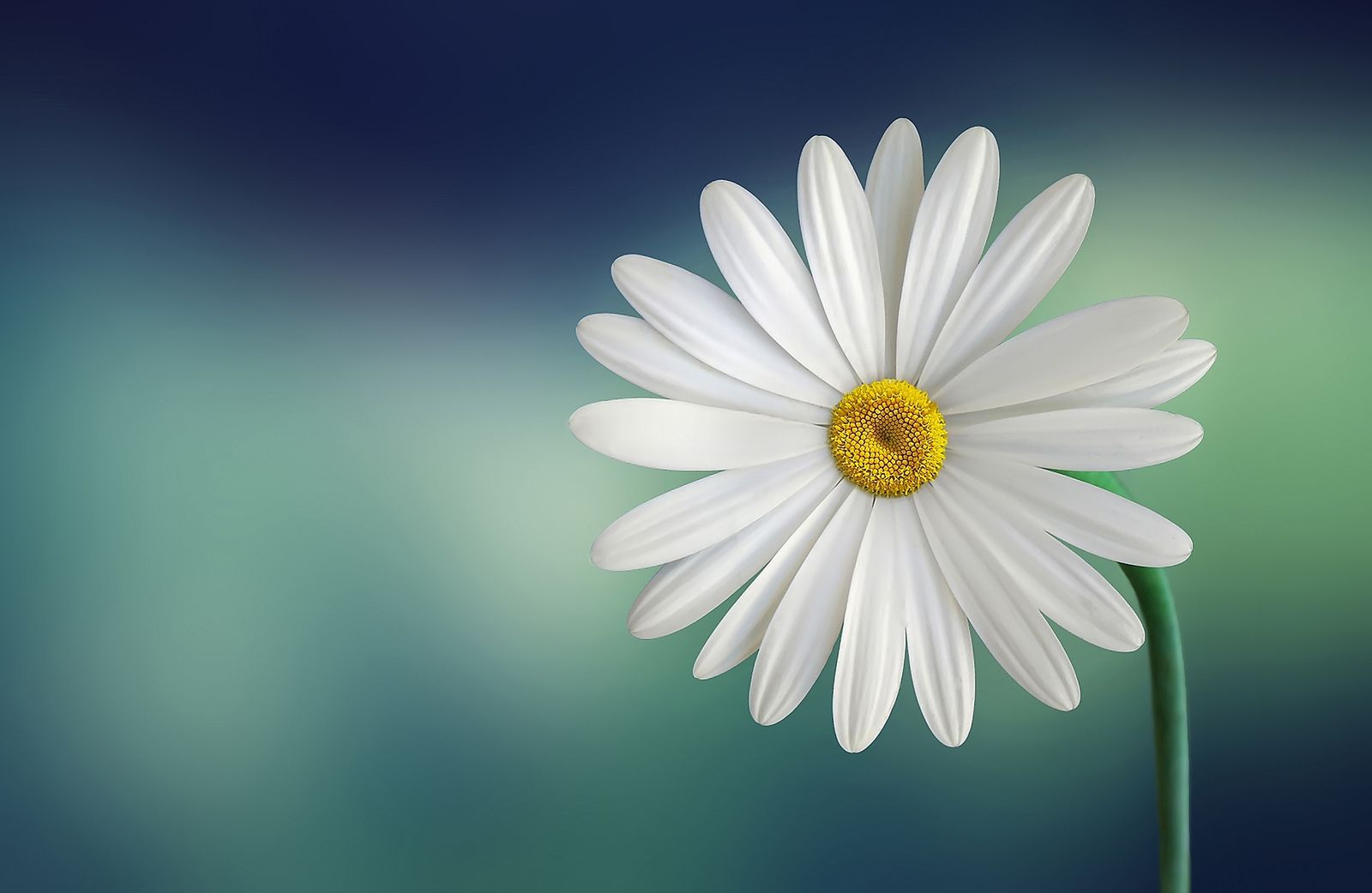 2,051+ Best Free Daisy Stock Photos & Images · 100% Royalty-Free HD ...
