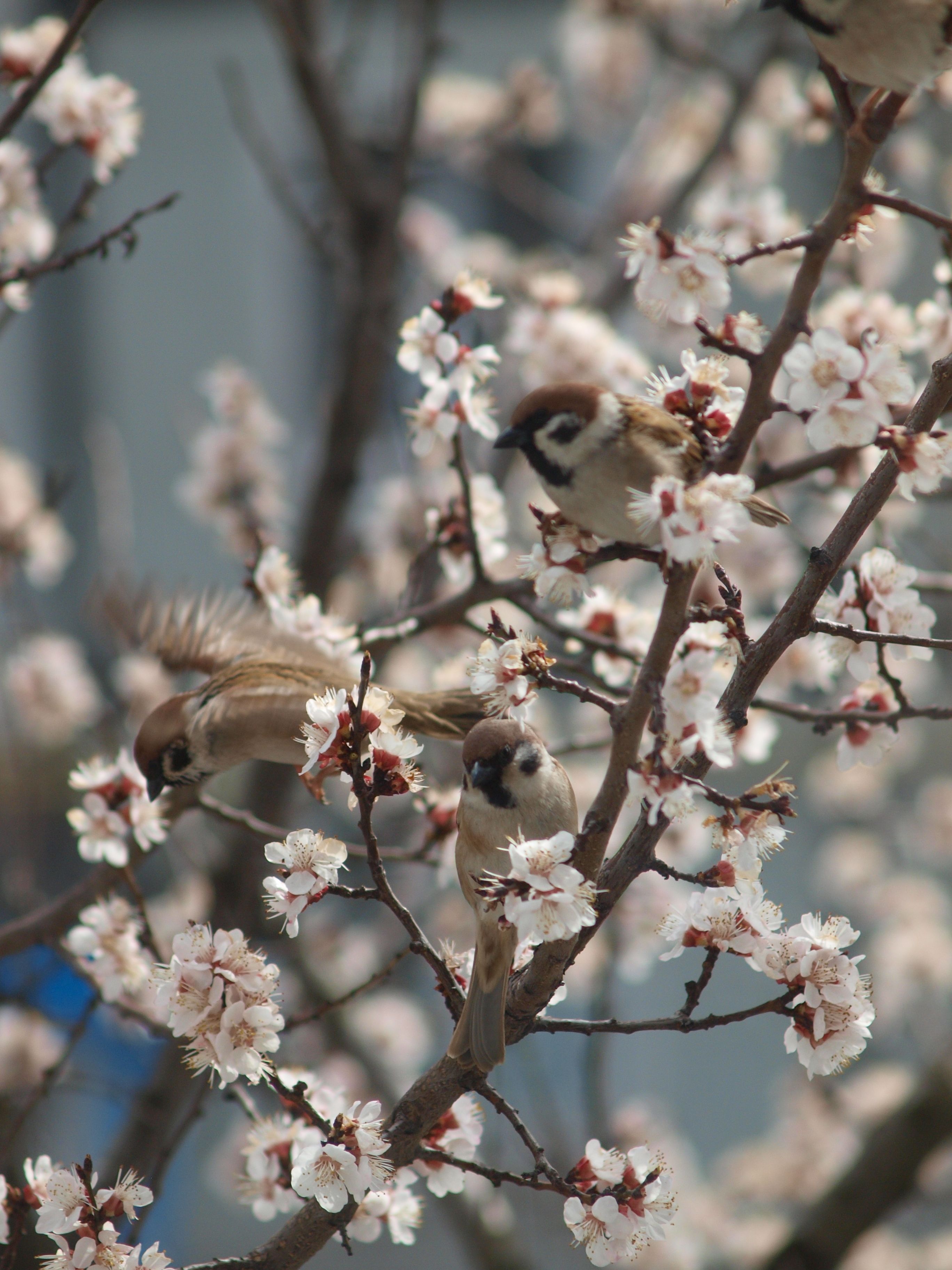 Sparrows On A Branch Enjoy Spring Blooms Photos, Download The BEST Free ...