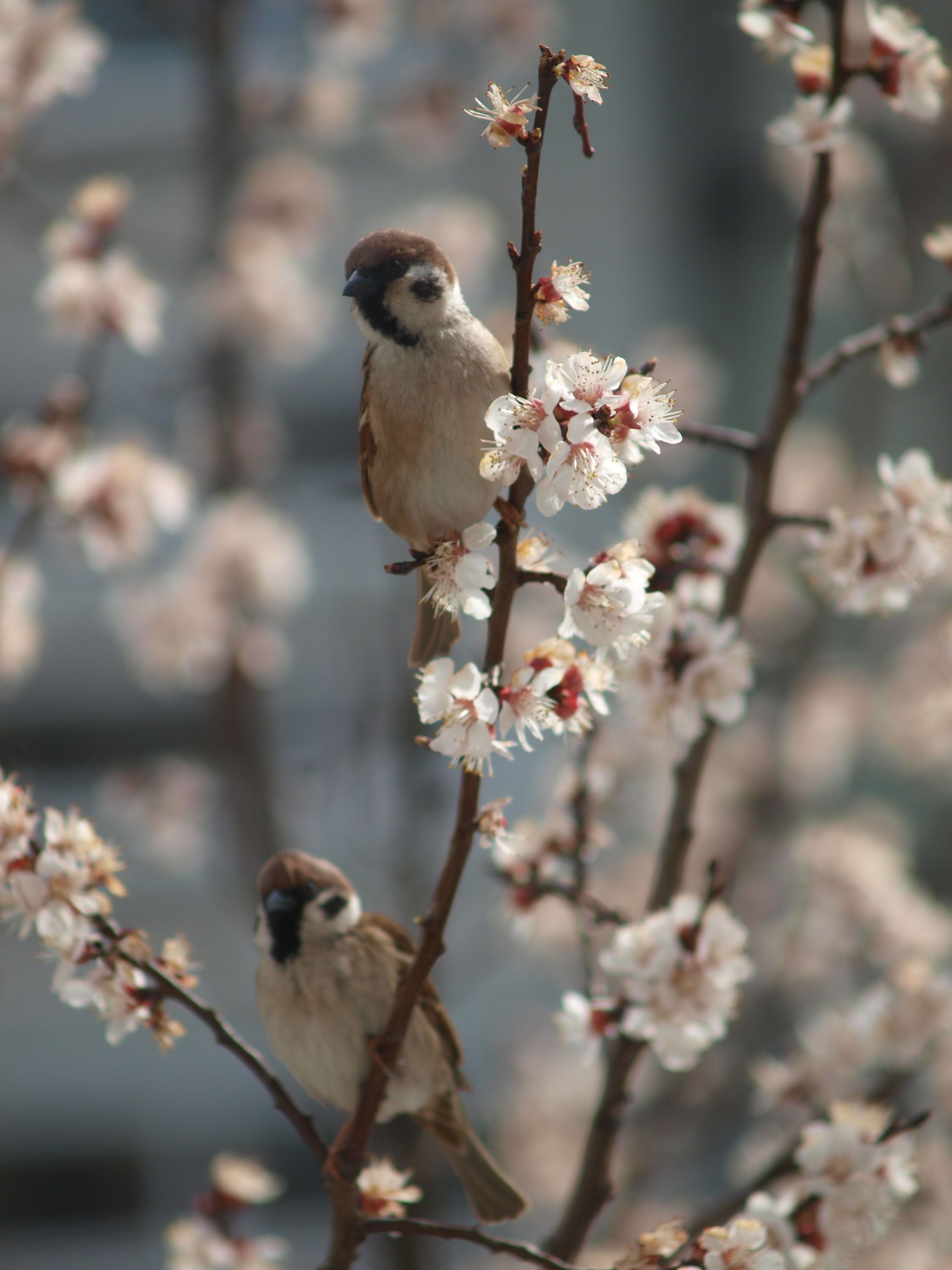 Sparrows On A Branch Enjoy Spring Blooms Photos, Download The BEST Free ...