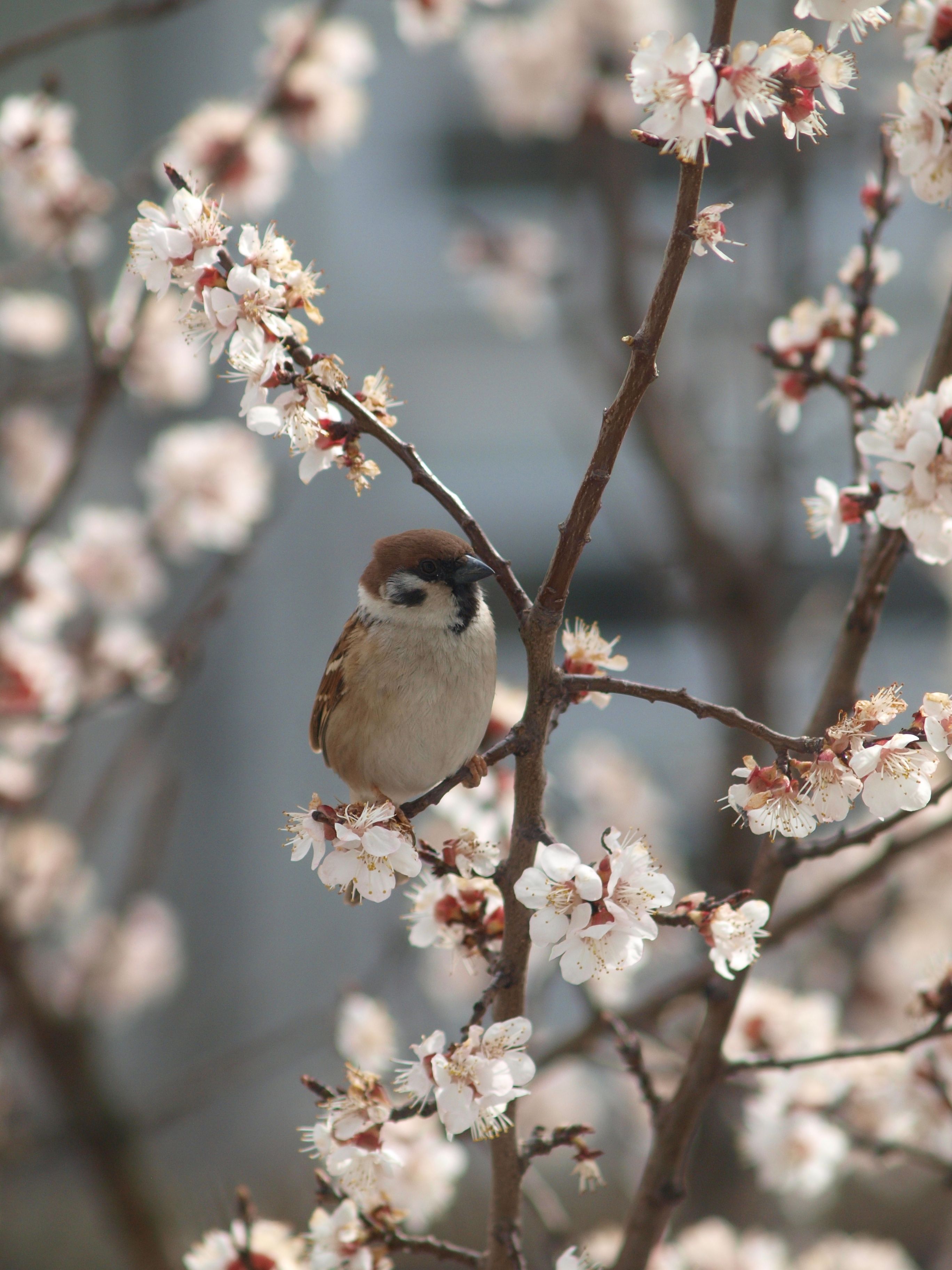 Sparrows On A Branch Enjoy Spring Blooms Photos, Download The BEST Free ...