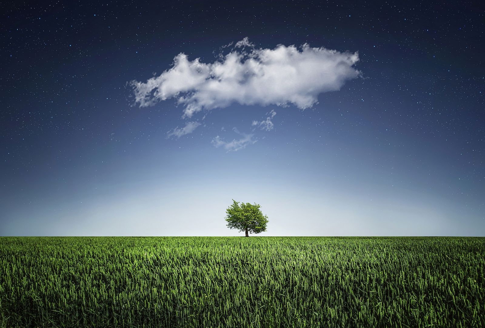 Single Tree Photos, Download The BEST Free Single Tree Stock Photos ...