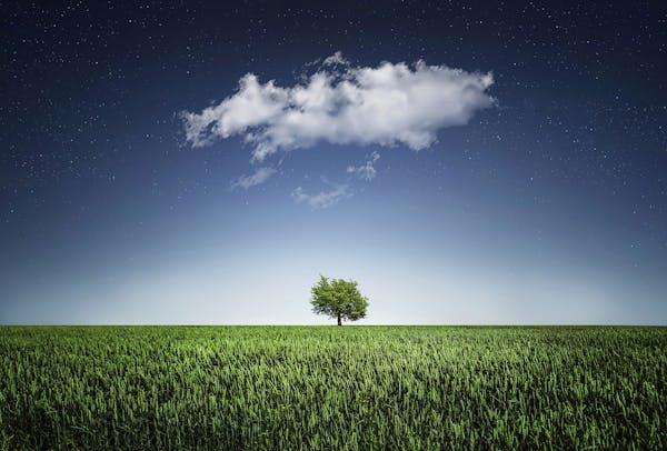 Single Tree Photos, Download The BEST Free Single Tree Stock Photos ...